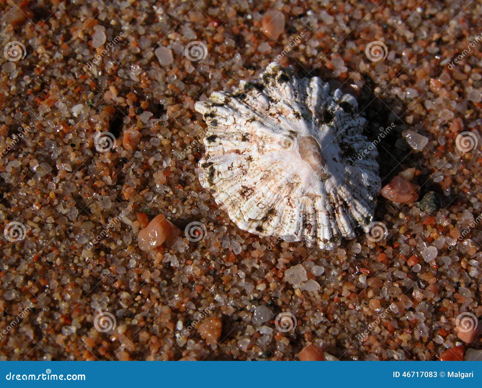 Shell stock image. Image of shell, ocean, starfish, beach - 46717083