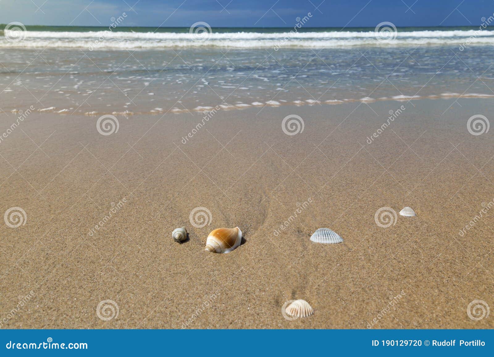 Shell by the shore stock photo. Image of serene, holiday - 190129720