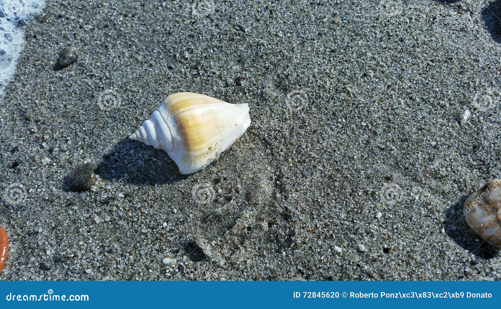 A Shell in the Shoreline Beach Stock Photo - Image of sandy, marine ...