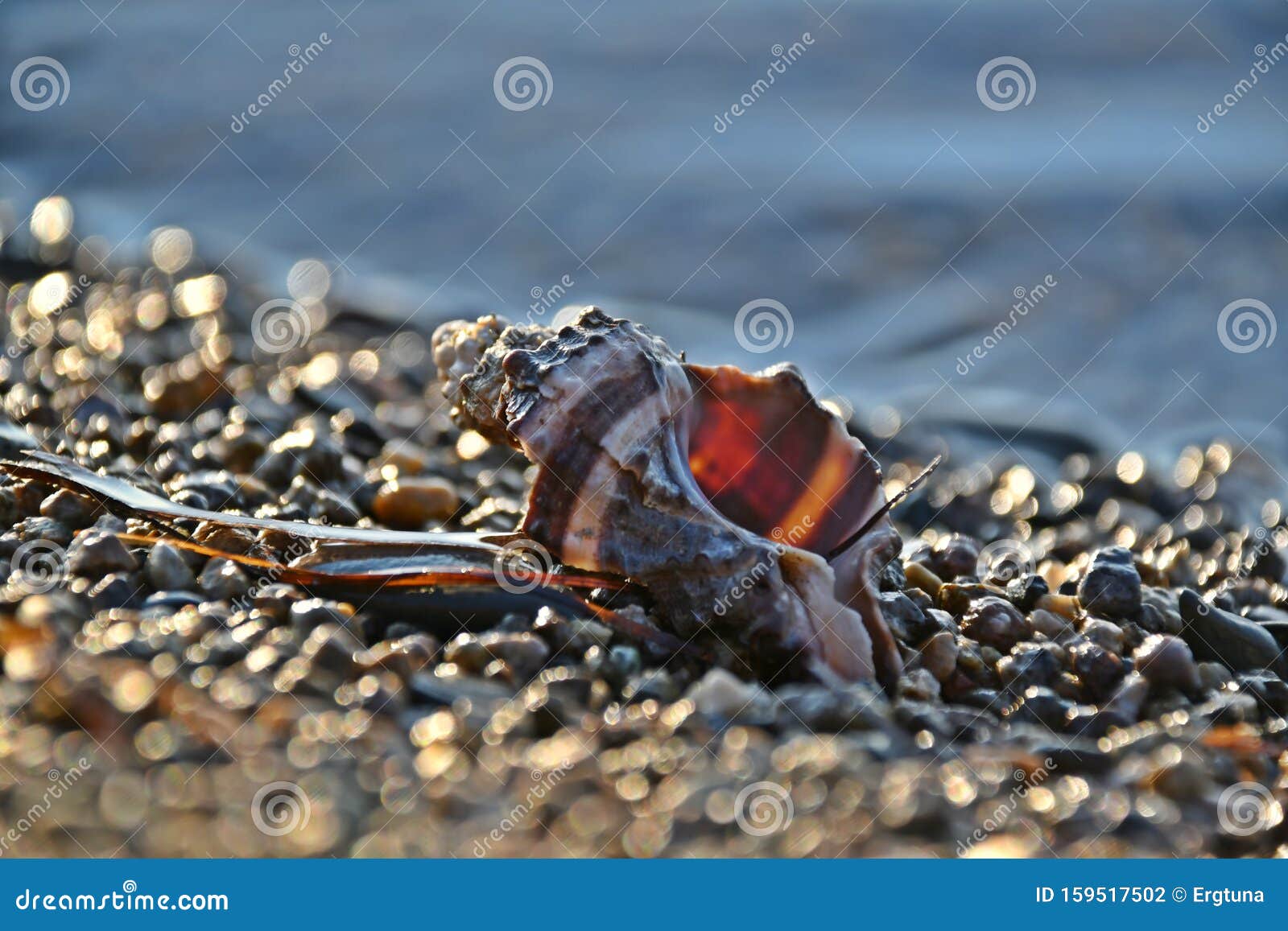 Shell on the Shoreline between the Reflections that Fall on the Grains ...