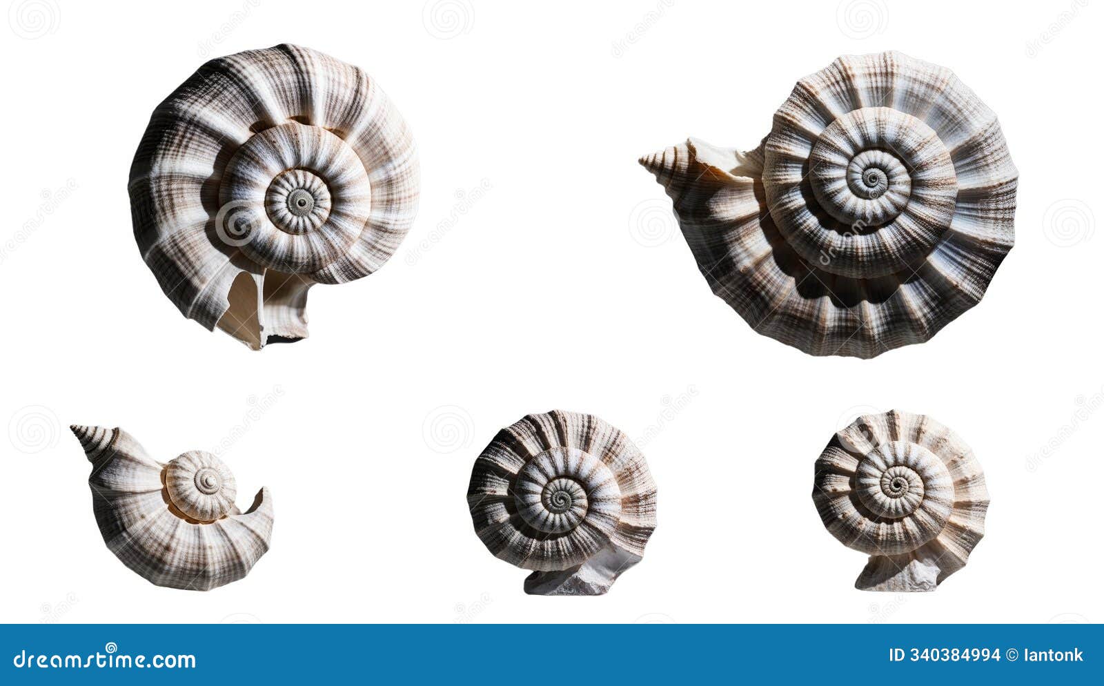 A Shell Is Shown In The Water With The Sun In The Background, AI ...