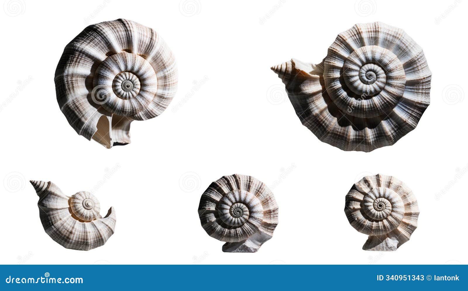 Shell Shown from Various Perspectives on a White Background Stock ...
