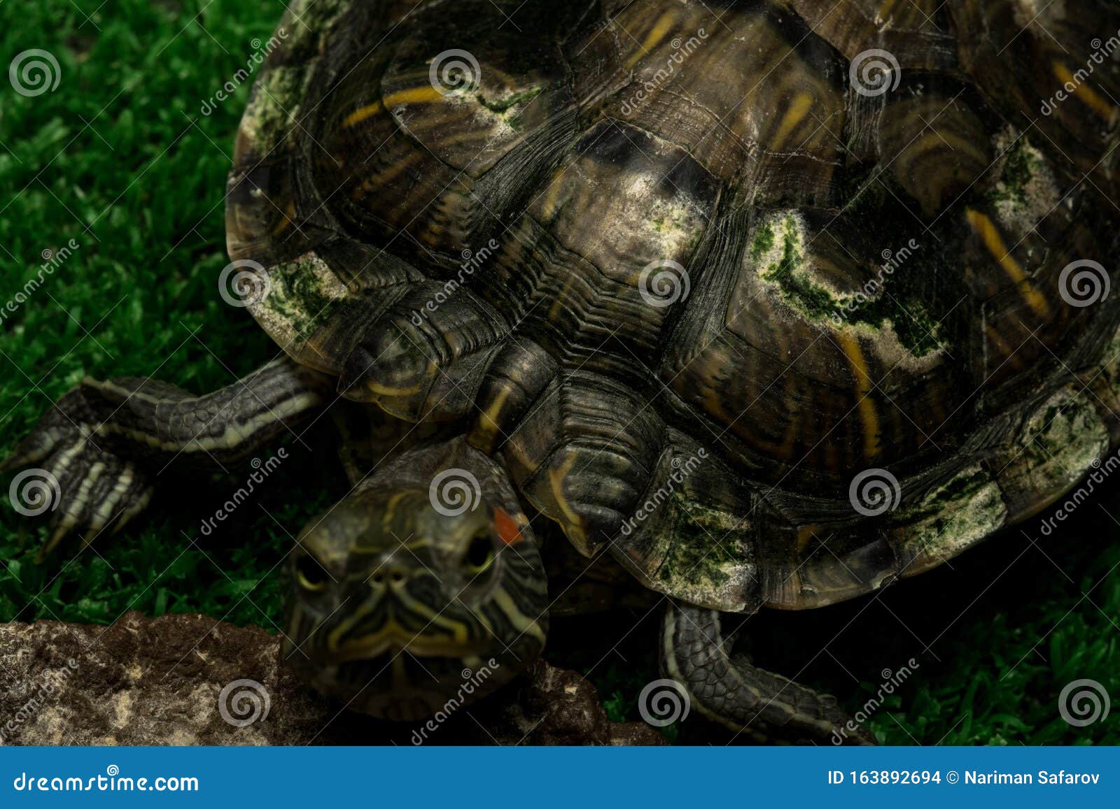 Shell of a Sick Tortoise with Green Spots Stock Photo - Image of ...