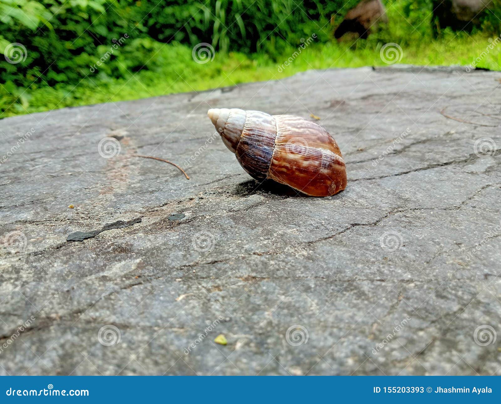 Shell in side view stock image. Image of rock, view - 155203393