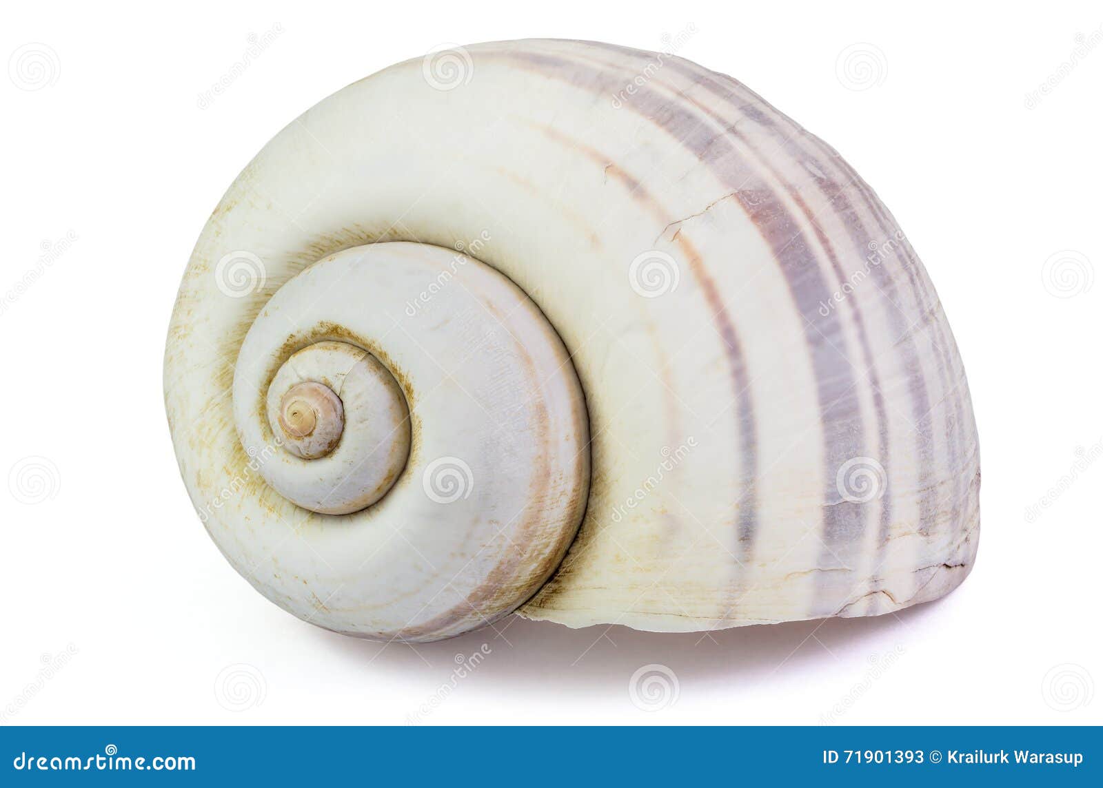 Shell stock image. Image of nature, shellfish, decoration - 71901393