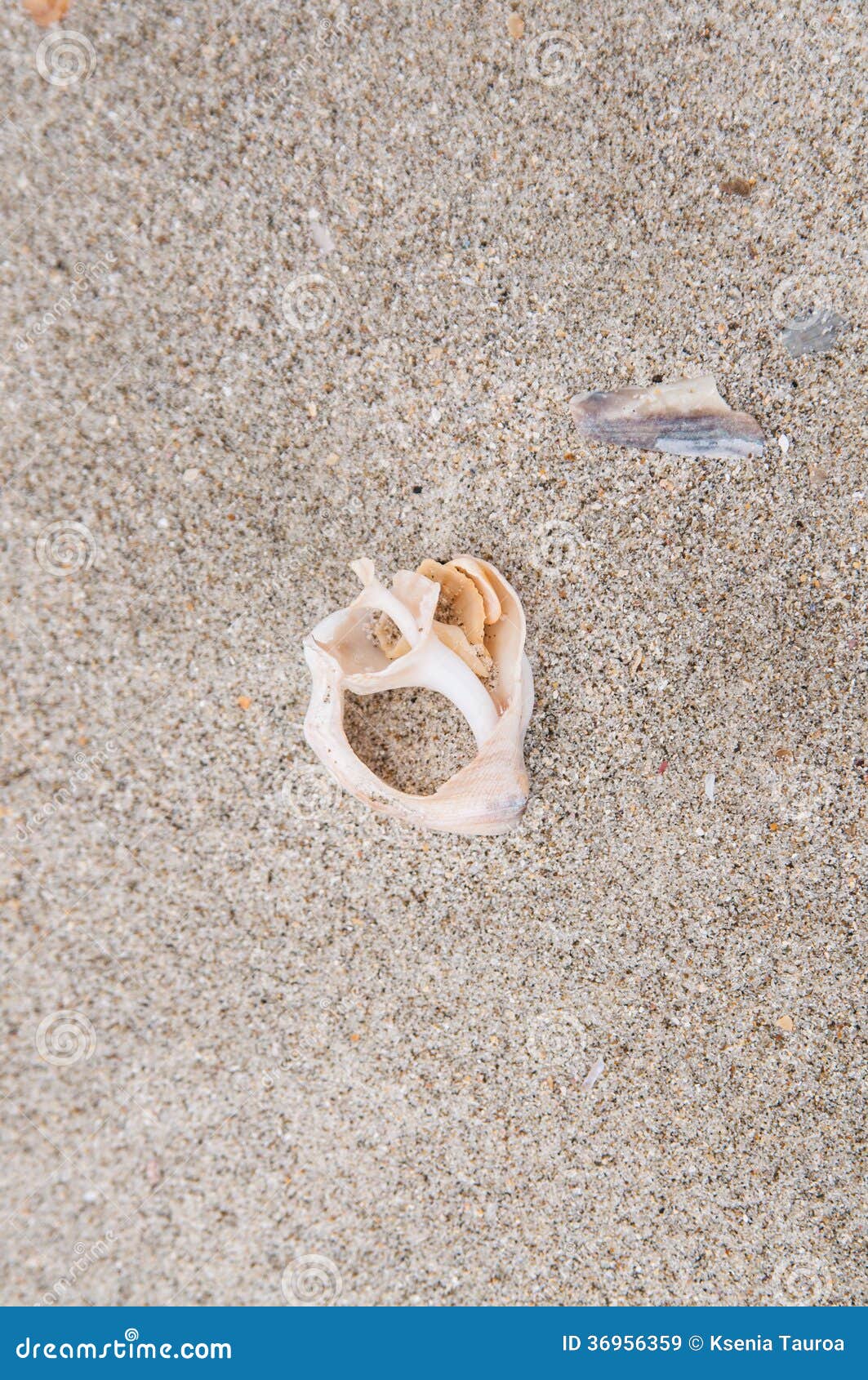 Shell skeleton stock image. Image of tide, closeup, white - 36956359