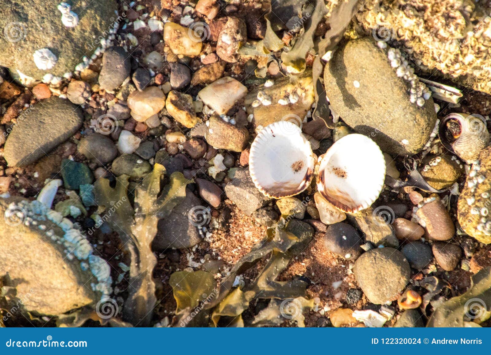 Shell stock photo. Image of cockle, halves, stones, shell - 122320024