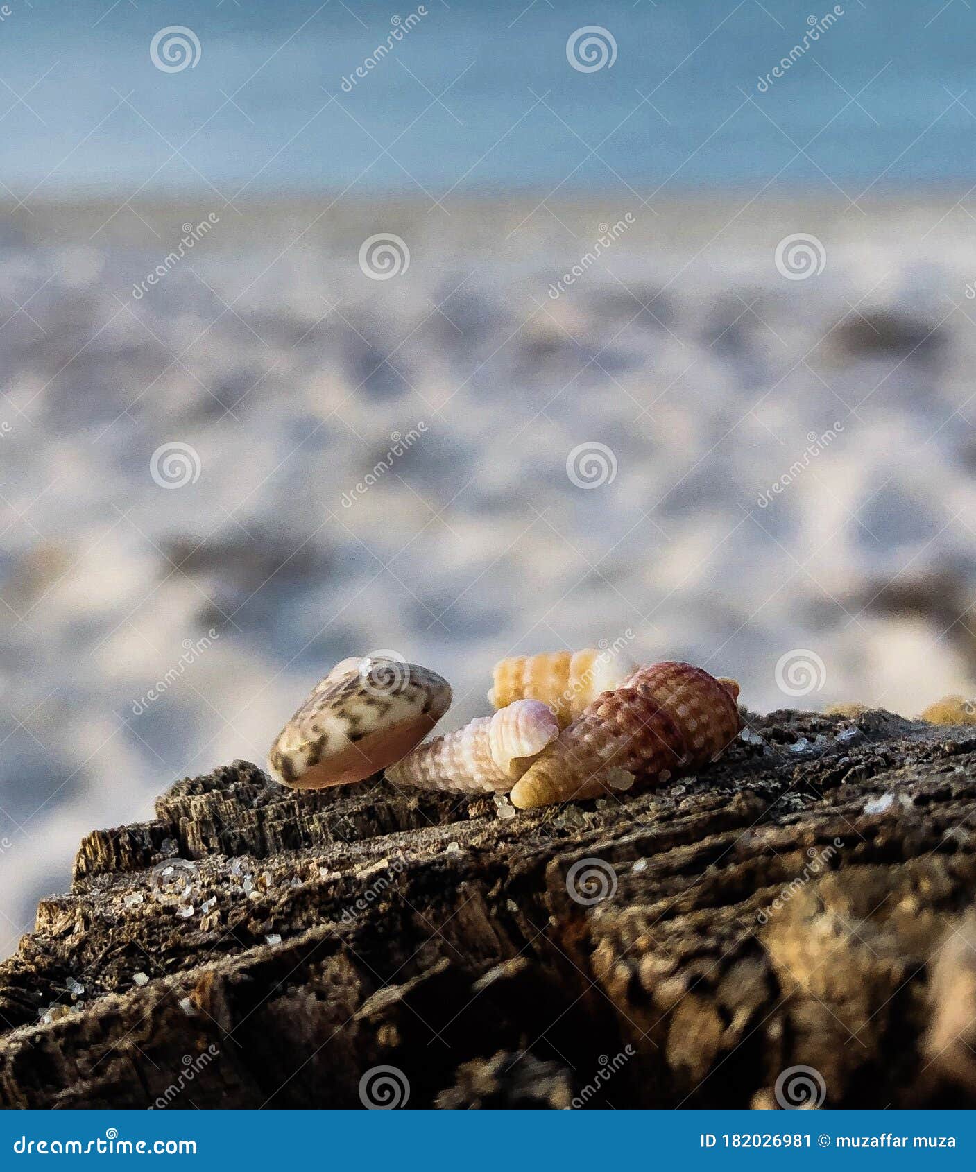 Shell stock image. Image of shells, shell, small - 182026981