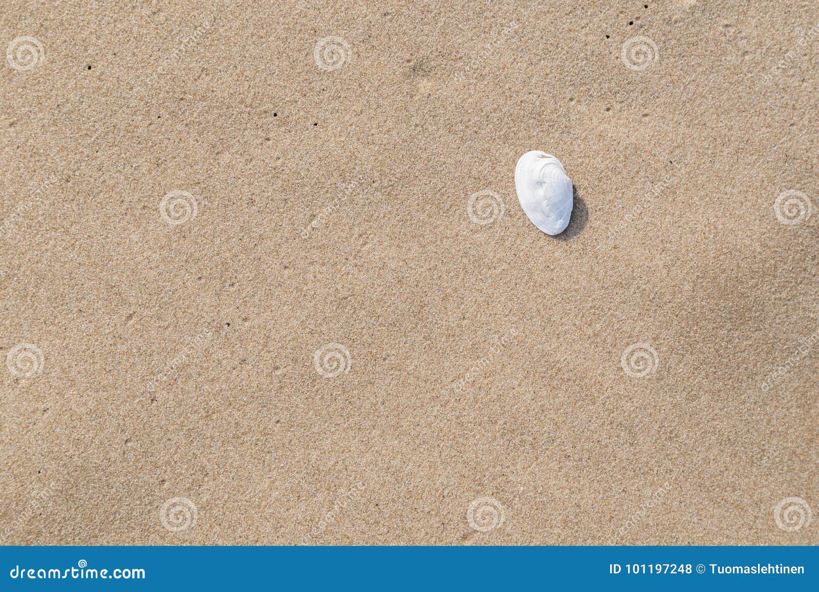 Shell and Smooth Sand at a Beach Stock Photo - Image of beach, abstract ...