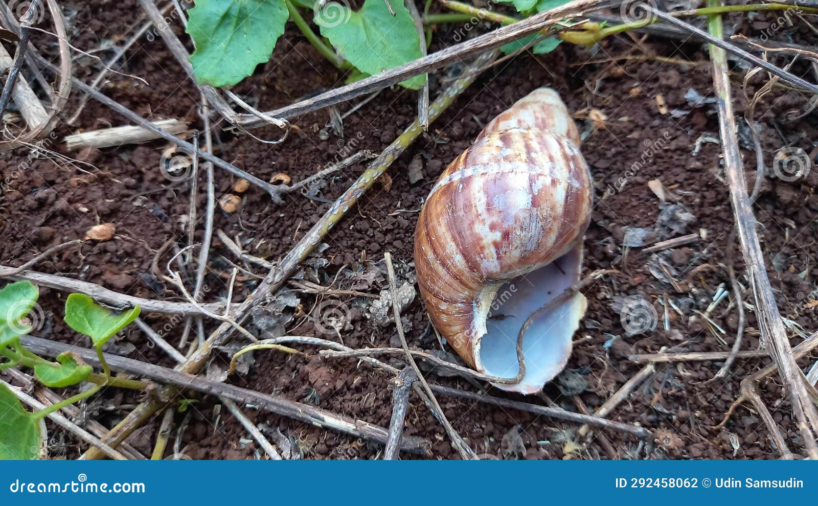 The Shell of the Snail Achatina Fulica Had Been Left Lying Dead on the ...