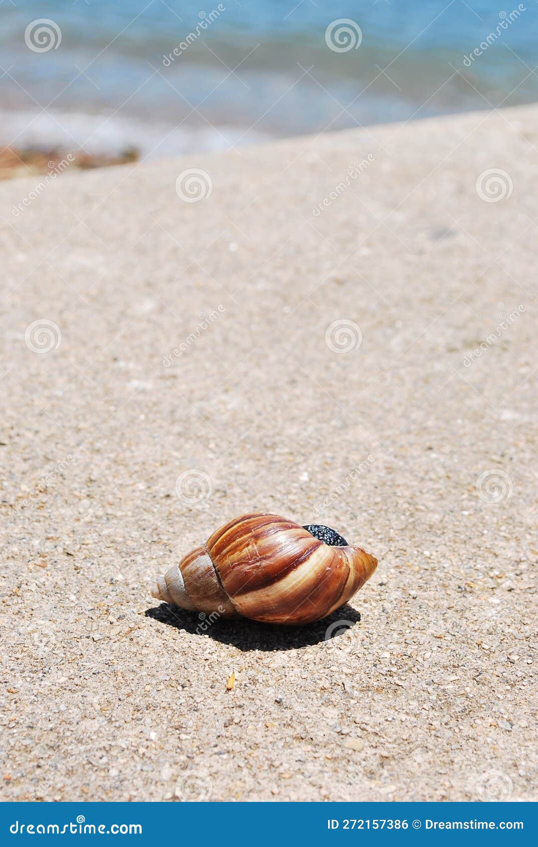 A Shell of a Snail on the Beach Stock Photo - Image of beach, dish ...