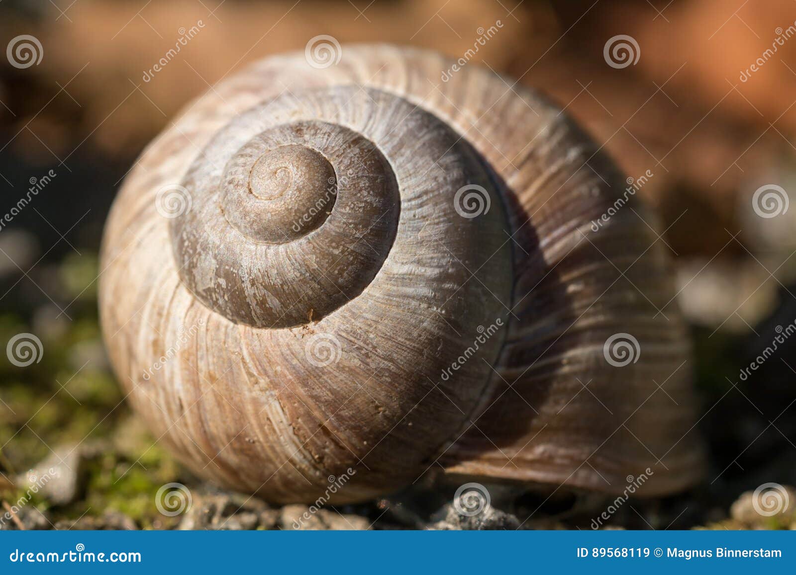 Vortex-shaped Circles, Curves And Spirals, Graphic Design. Spiral ...