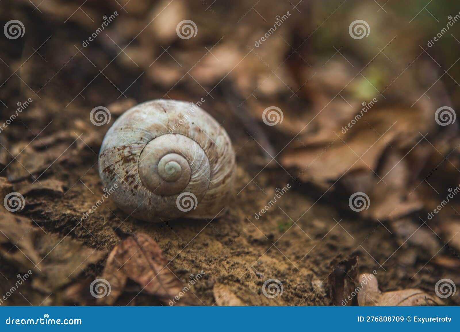 Shell of Snail in Forest. Spiral Pattern Stock Image - Image of animal ...