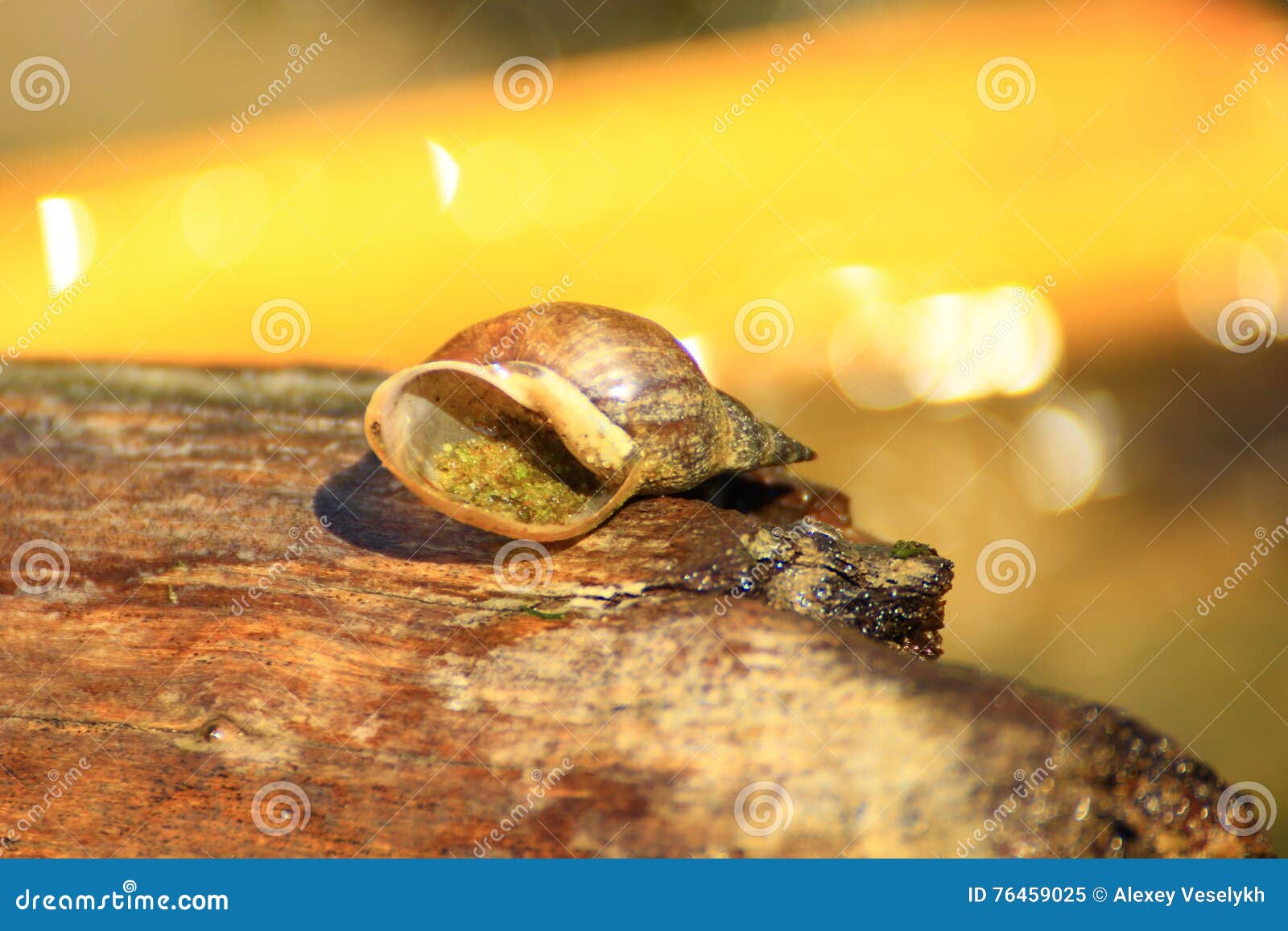 The Shell of a Snail on a Log Stock Image - Image of spiral, food: 76459025