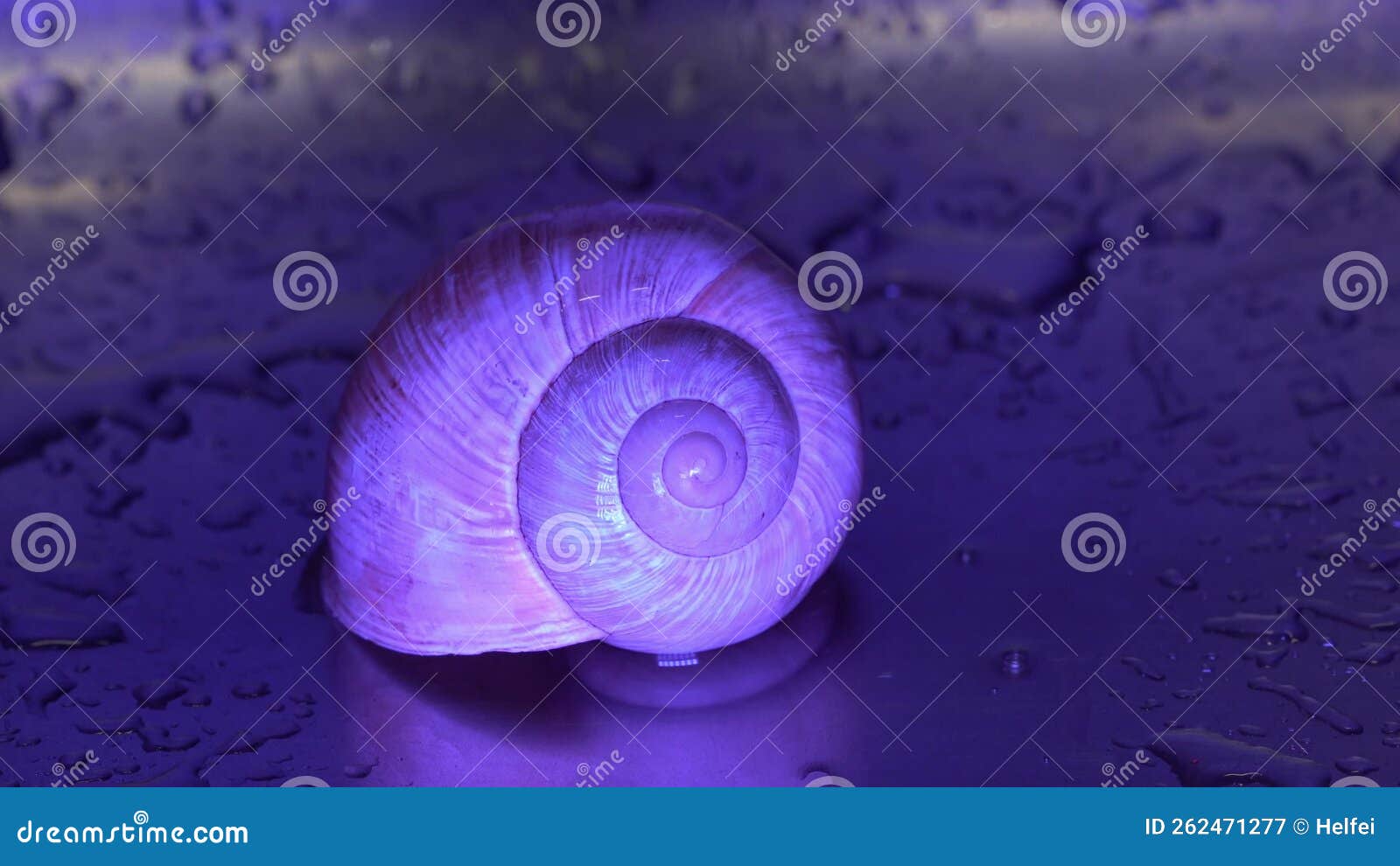 Shell of a Snail in the Rain and Drops of Water Splashing Stock Video ...