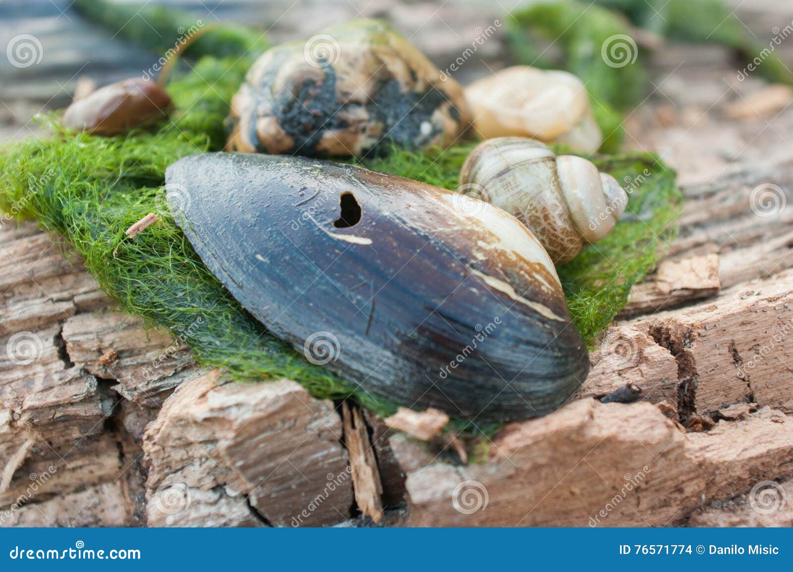 Shell Snail Rock River Weed Wood Stock Photos - Free & Royalty-Free ...