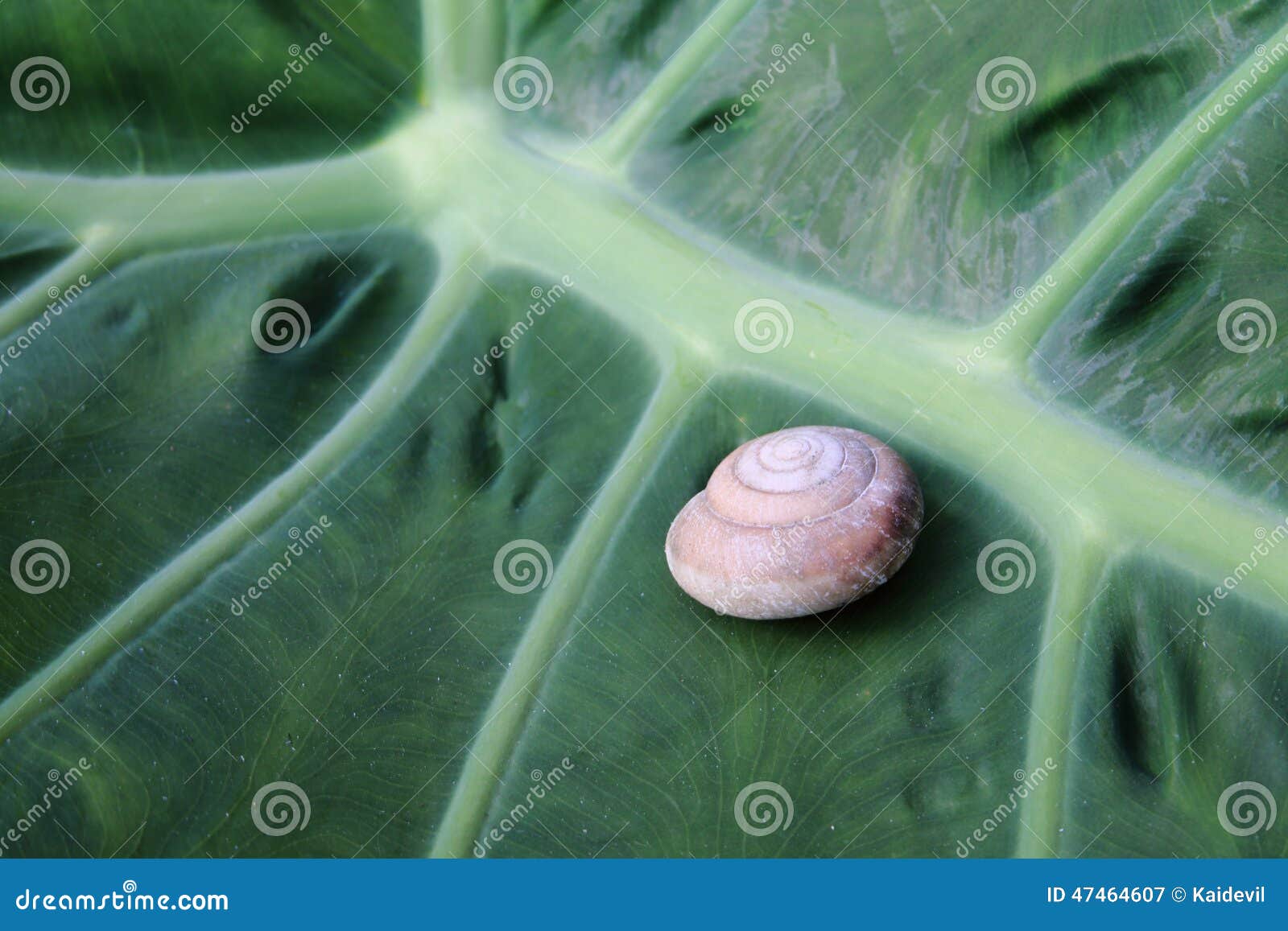 Shell of snail stock image. Image of decoration, natural - 47464607