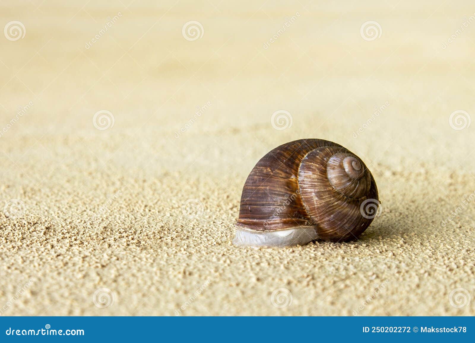 Shell of Snail on Yellow Background with Copy Space Behind Snail Shell ...
