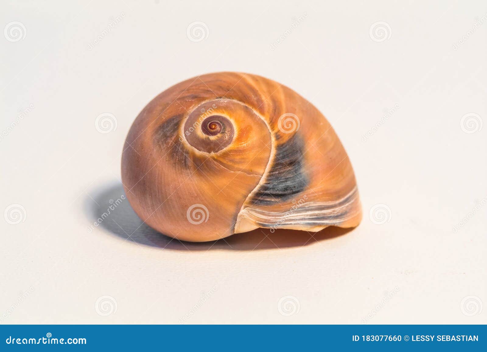 Shell of snails stock photo. Image of snails, animals - 183077660