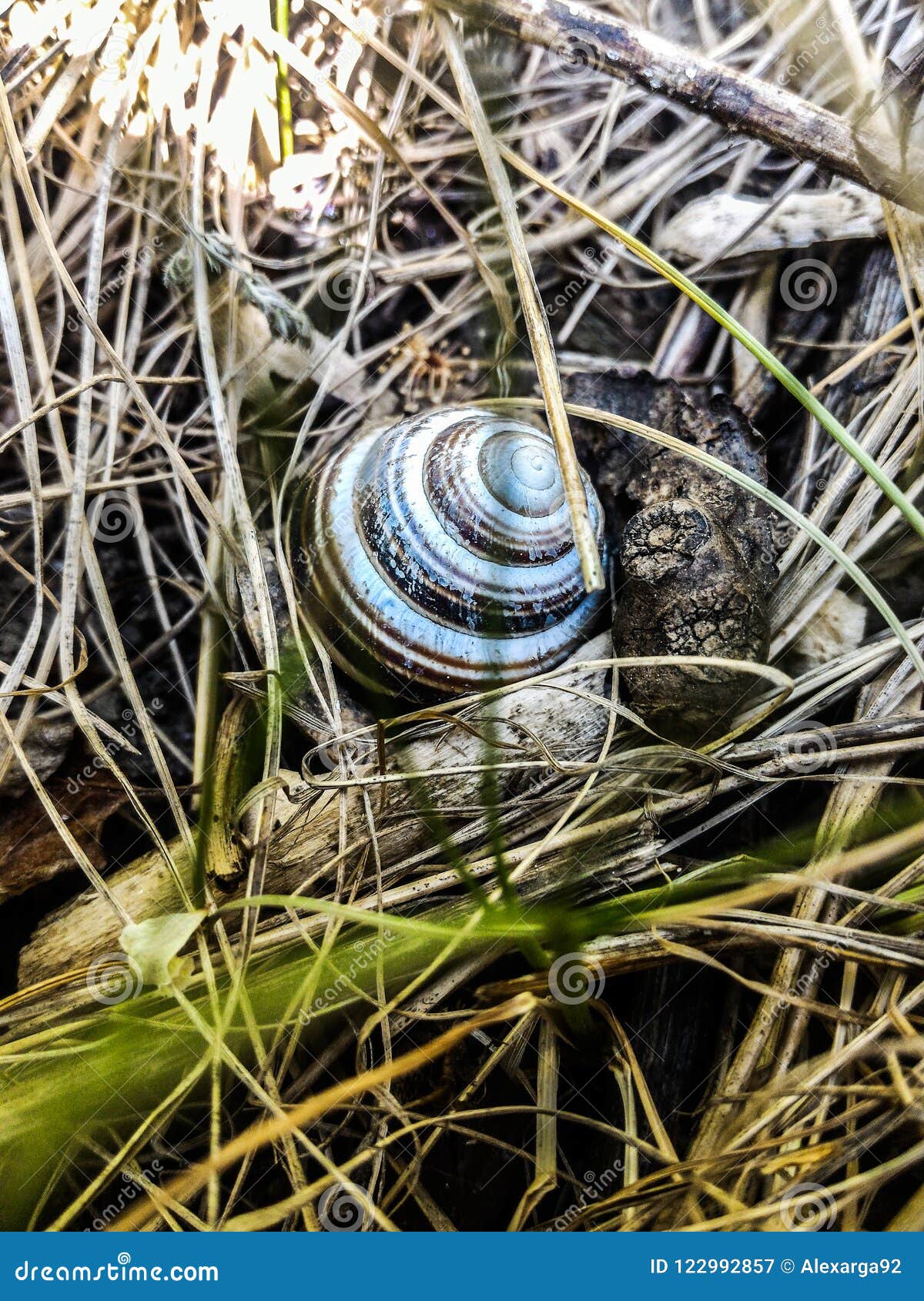 Shell stock image. Image of forrest, nature, wildlife - 122992857