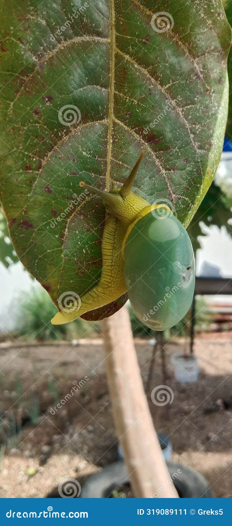 Emerald green snail stock image. Image of yellow, periostracum - 319089111