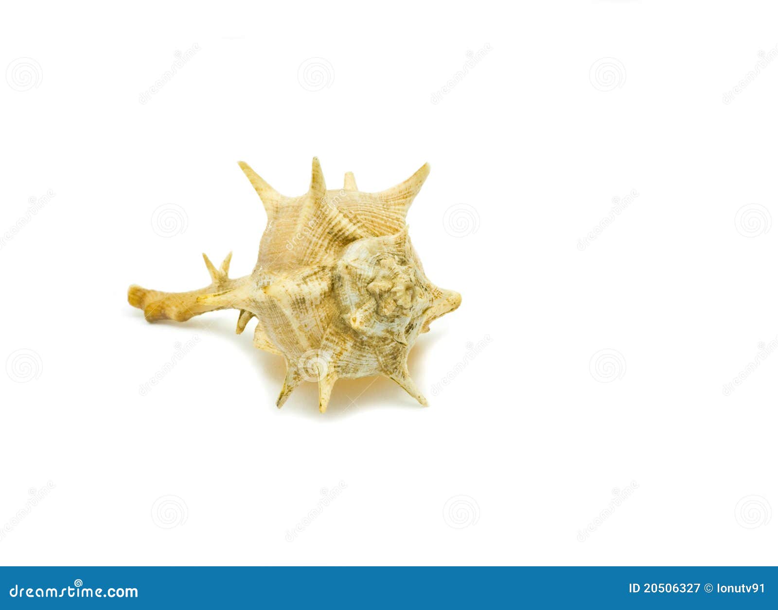 Shell with spikes stock image. Image of shell, isolated - 20506327
