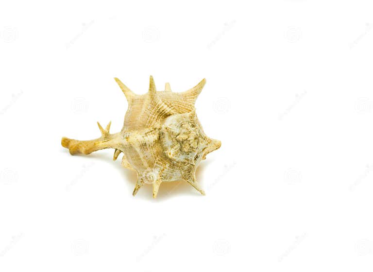 Shell with spikes stock image. Image of shell, isolated - 20506327
