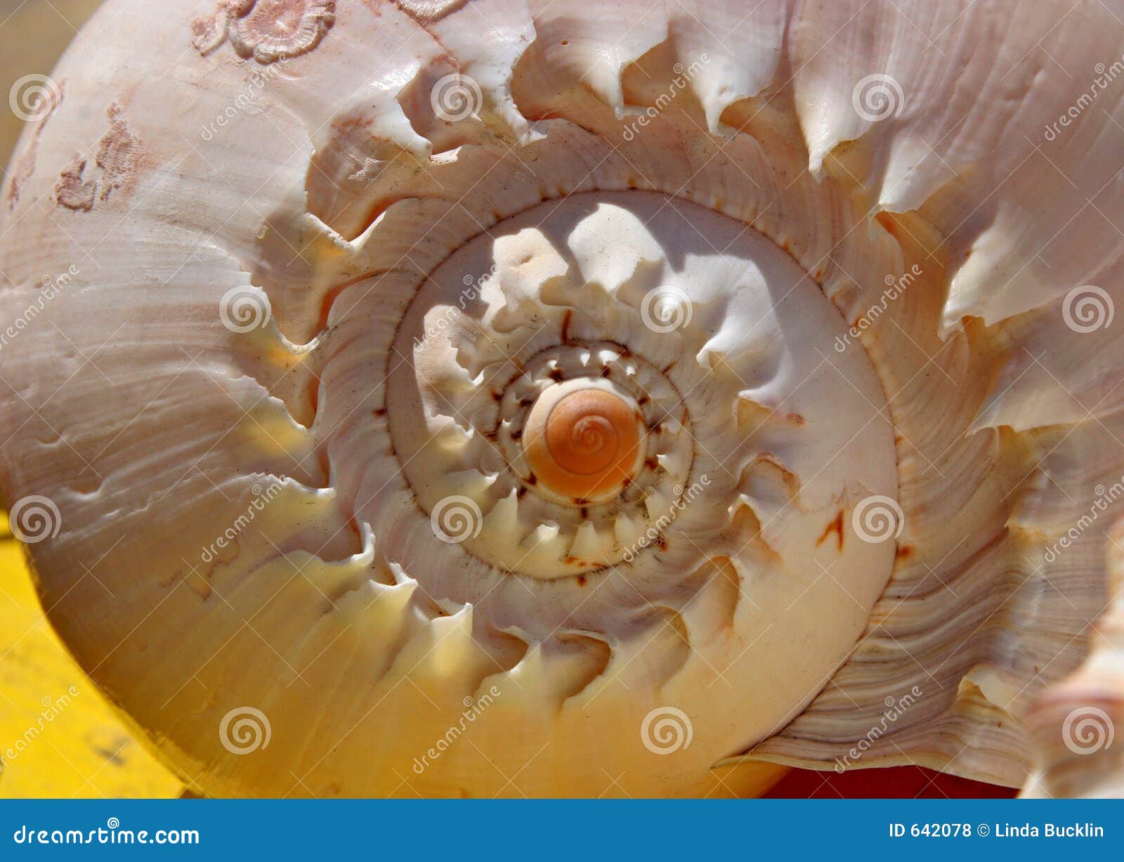 Shell Spiral stock photo. Image of ocean, shells, tropical - 642078