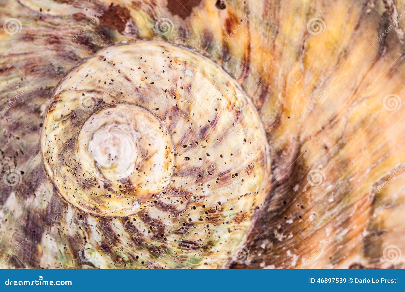 Shell Spiral stock image. Image of ancient, round, ocean - 46897539