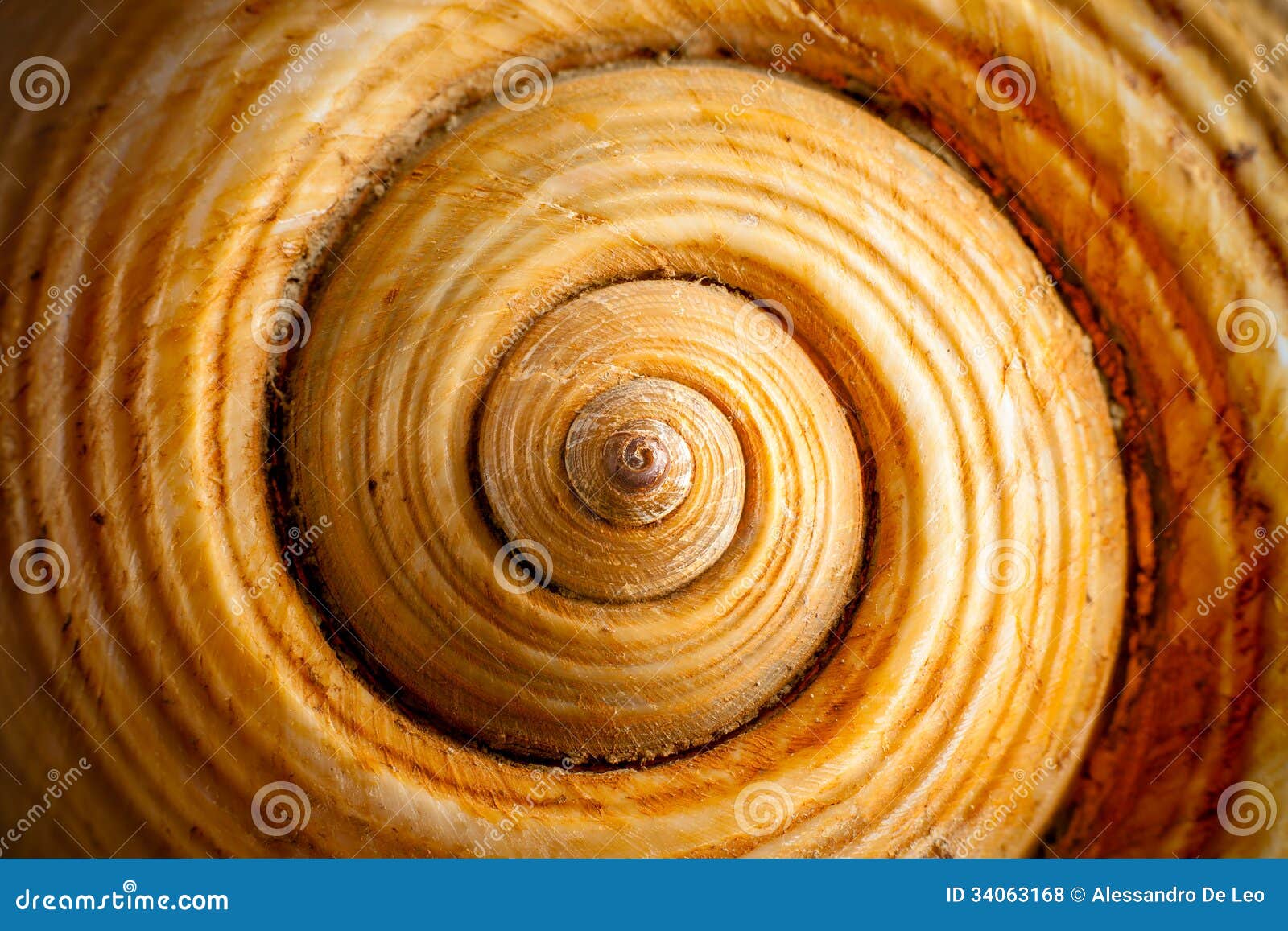 Shell Spiral stock photo. Image of orange, macro, close - 34063168