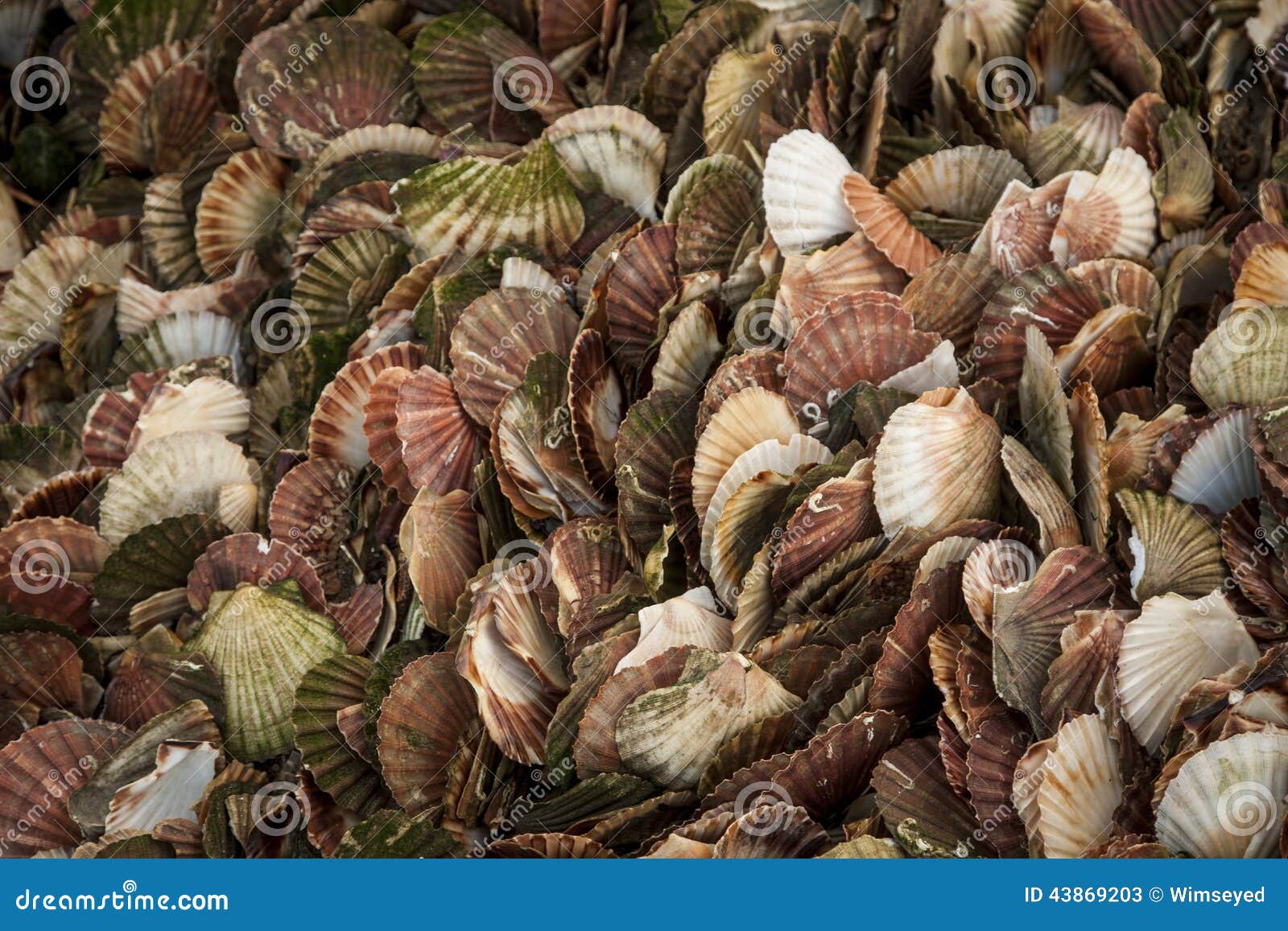 Shell stock image. Image of seashore, tranquil, coquille - 43869203