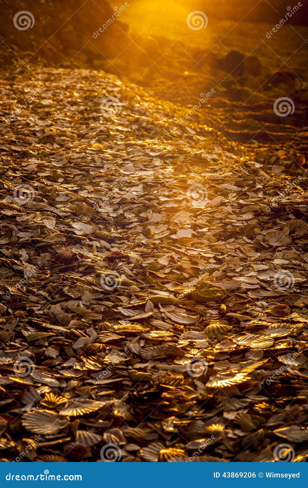 Shell stock photo. Image of travel, sand, shell, assortment - 43869206