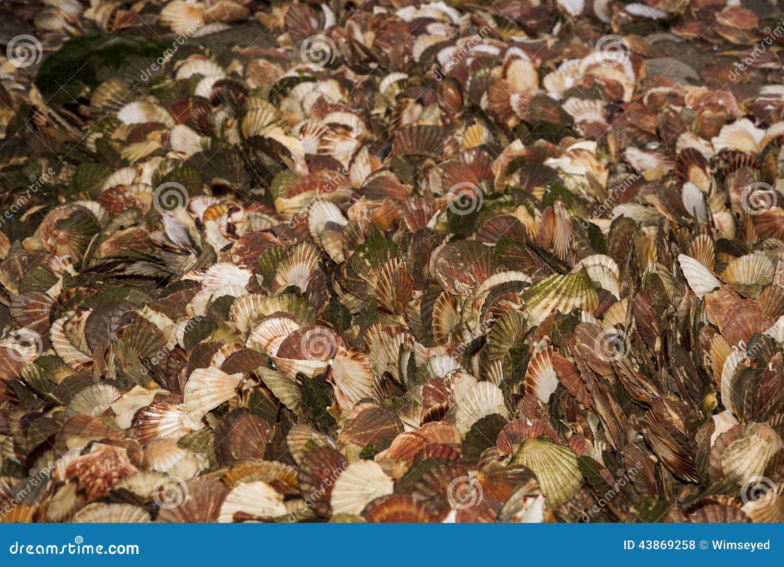 Shell stock photo. Image of tranquil, shells, coquilles - 43869258