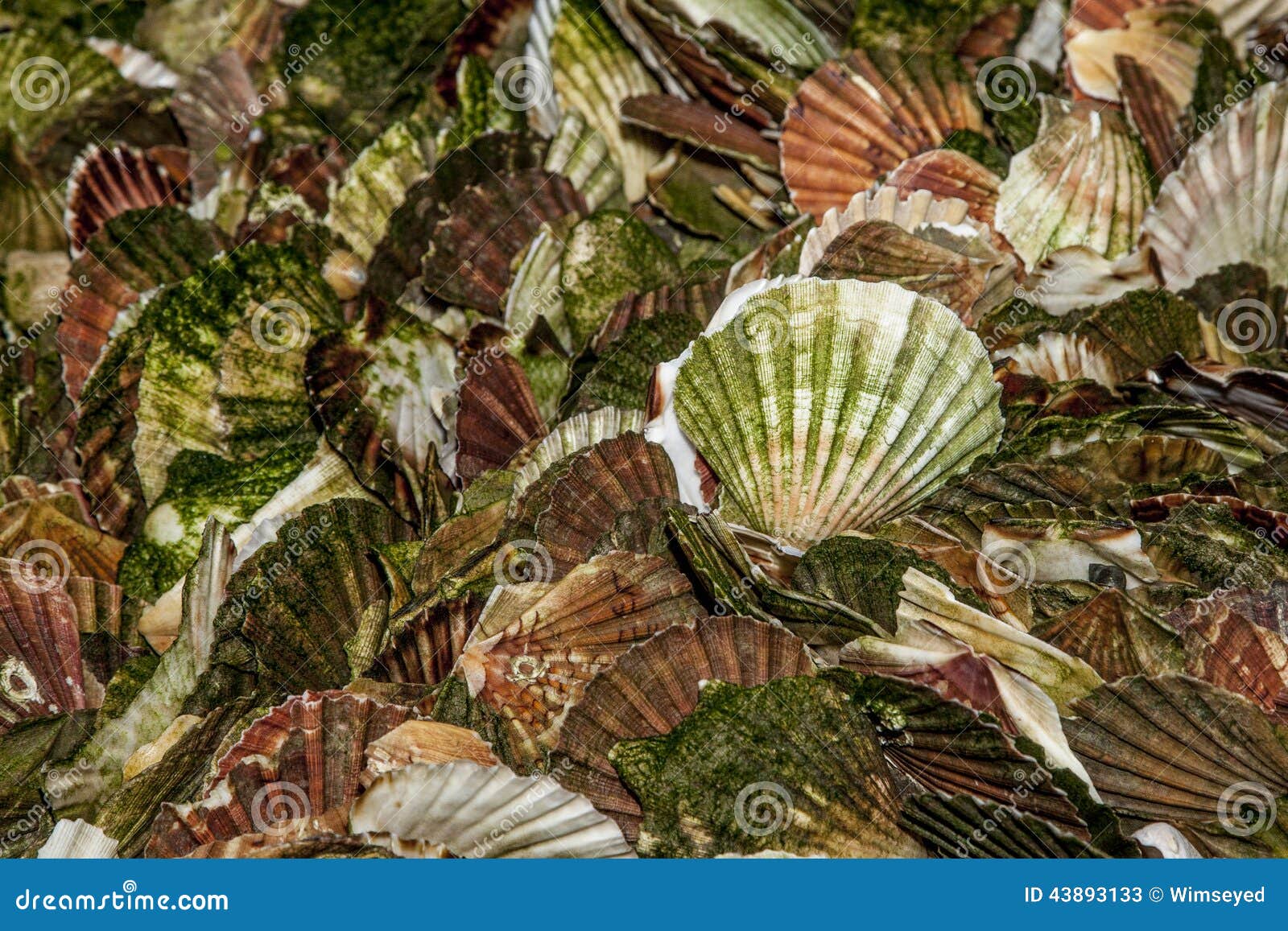 Shell stock image. Image of shells, shell, water, france - 43893133