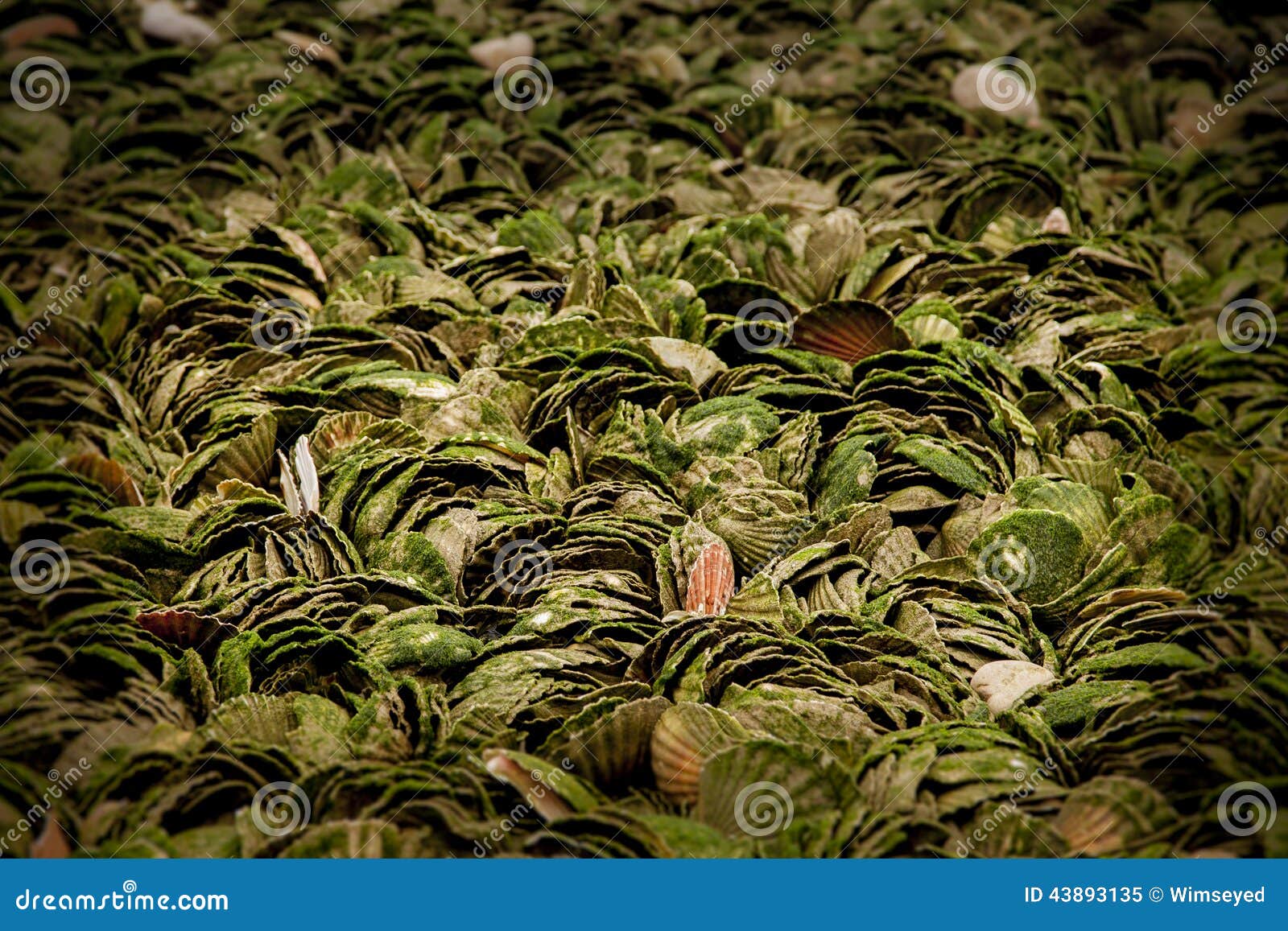 Shell stock image. Image of seashell, shells, coquilles - 43893135