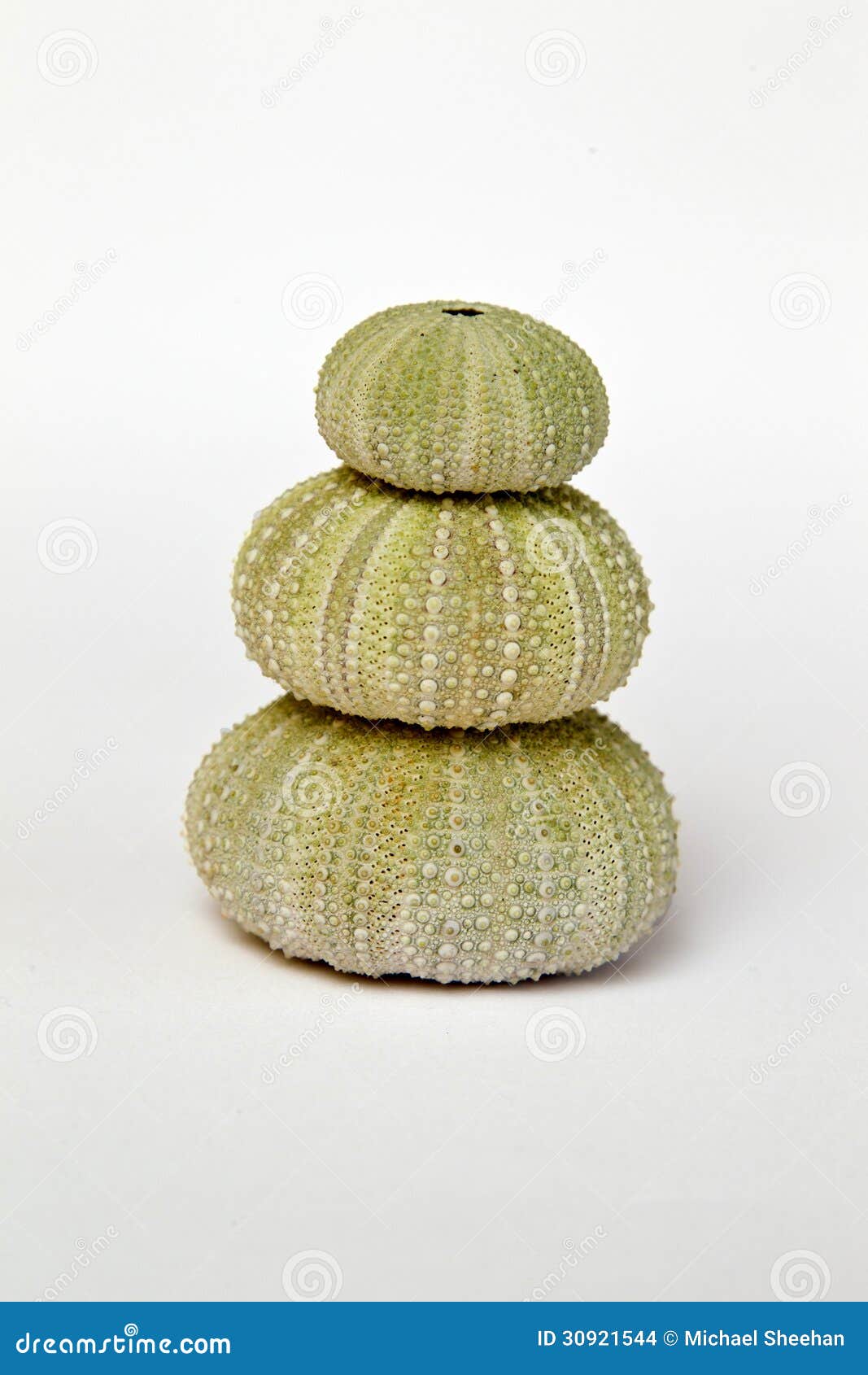 Shell stack stock photo. Image of family, environment - 30921544