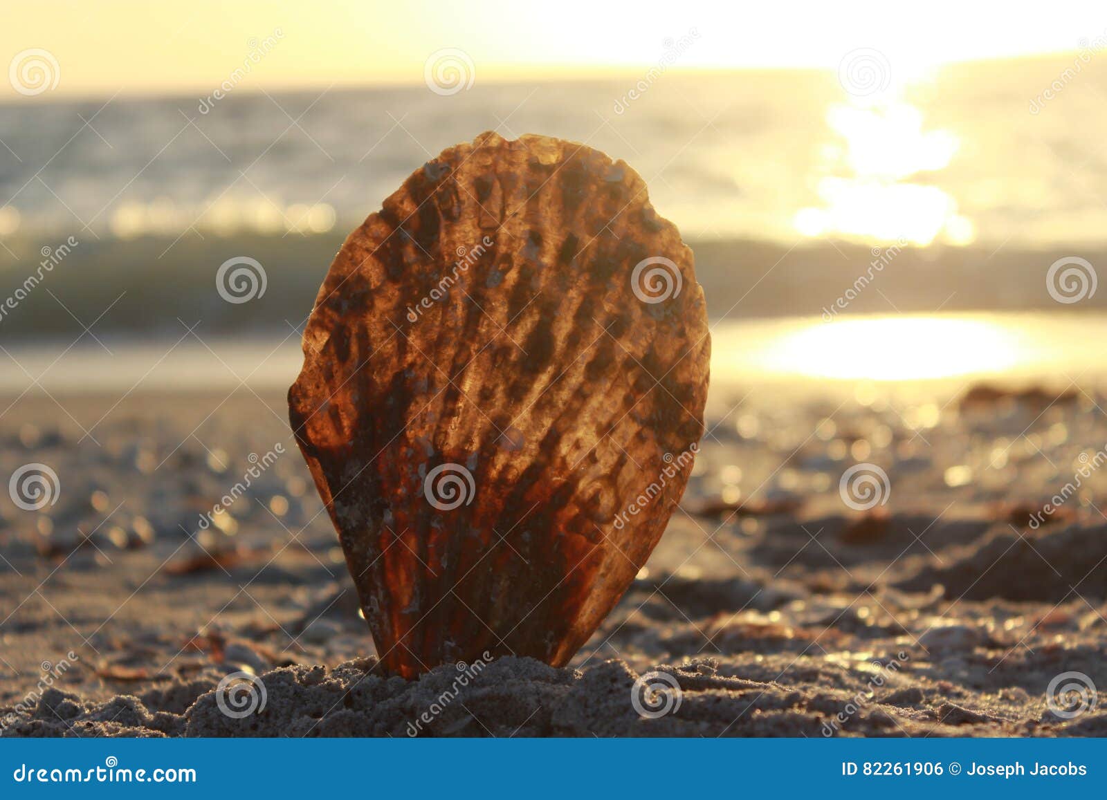 Shell Standing Upright on Beach at Sunset Stock Photo - Image of front ...