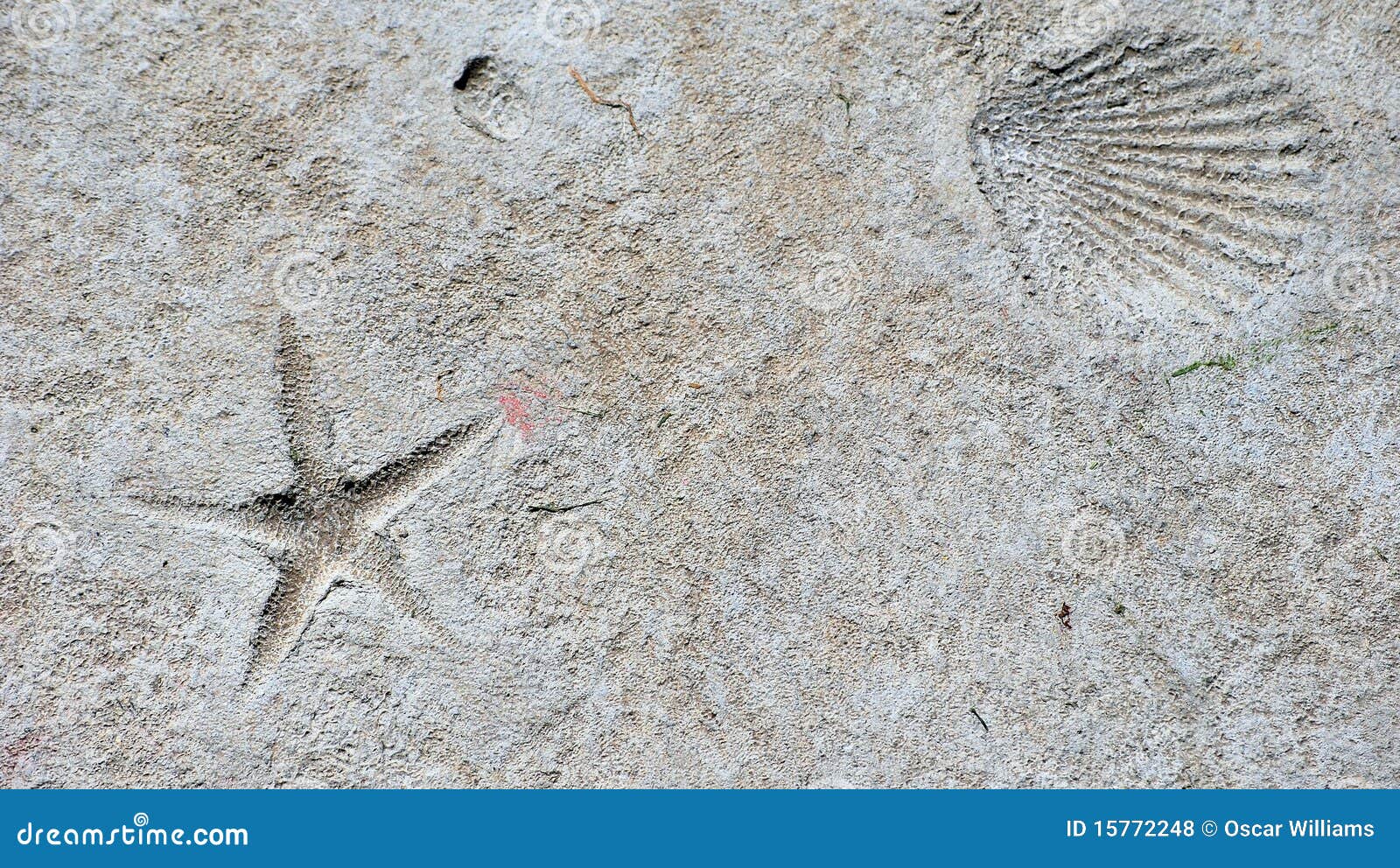 Shell and star stock photo. Image of shell, hard, concrete - 15772248