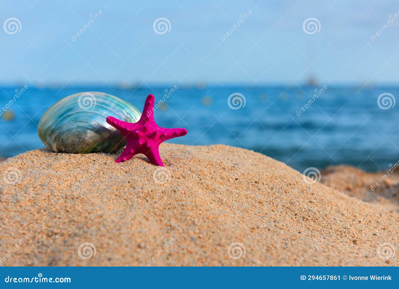 Shell and Star Fish at the Beach Stock Image - Image of colorful ...