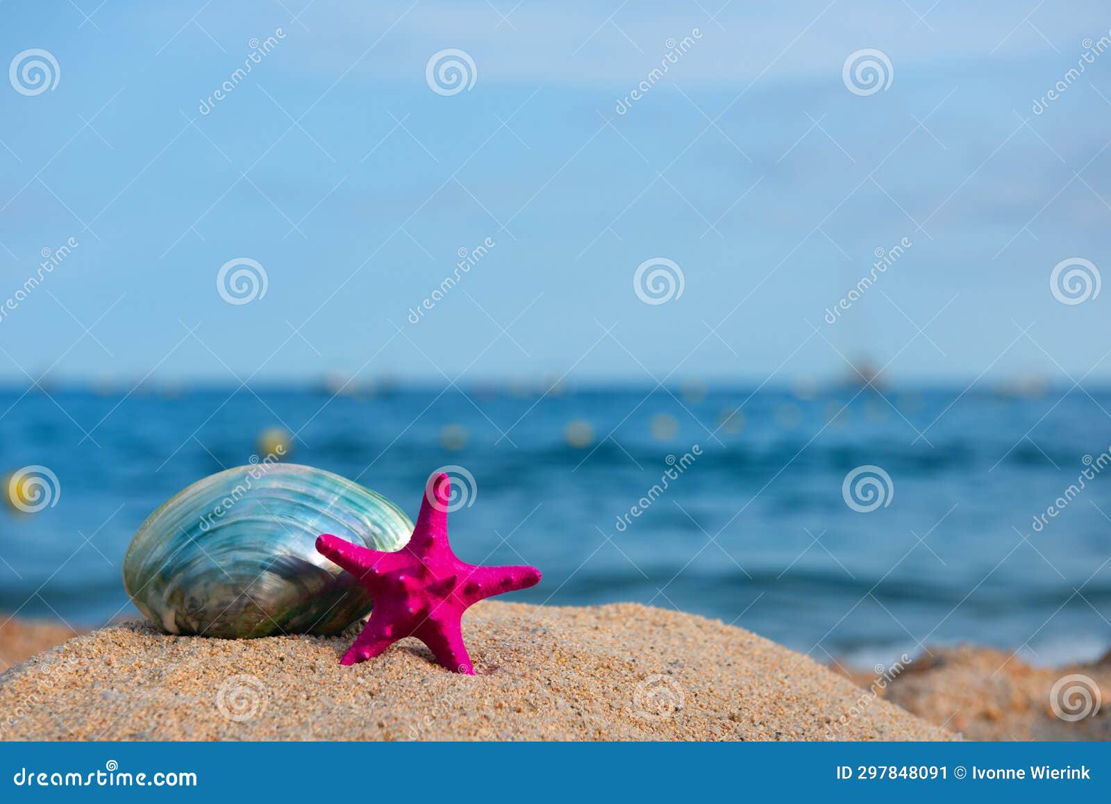 Shell and Star Fish at the Beach Stock Image - Image of ocean, sunny ...