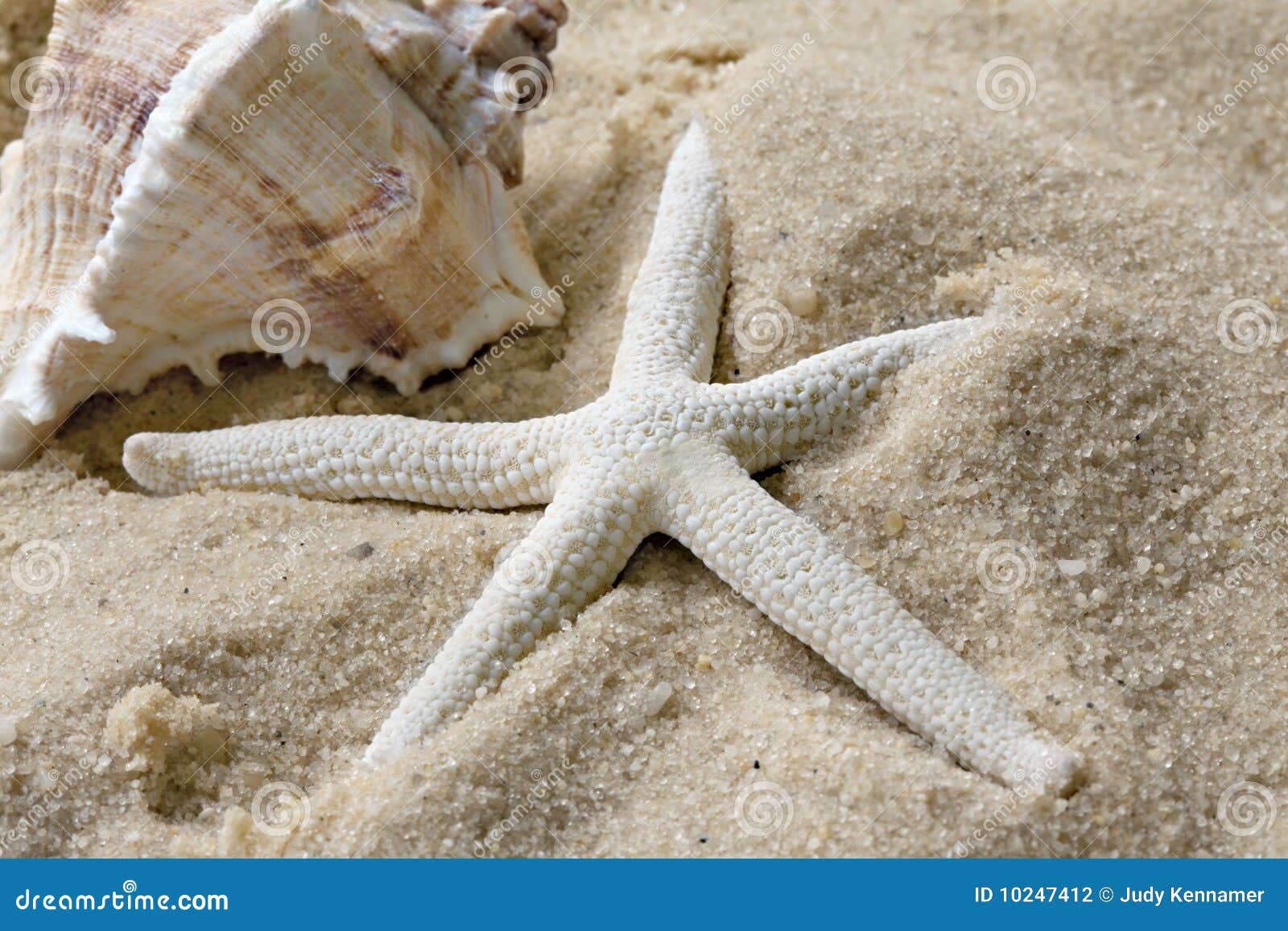Shell and Starfish on Beach Stock Photo - Image of macro, shore: 10247412