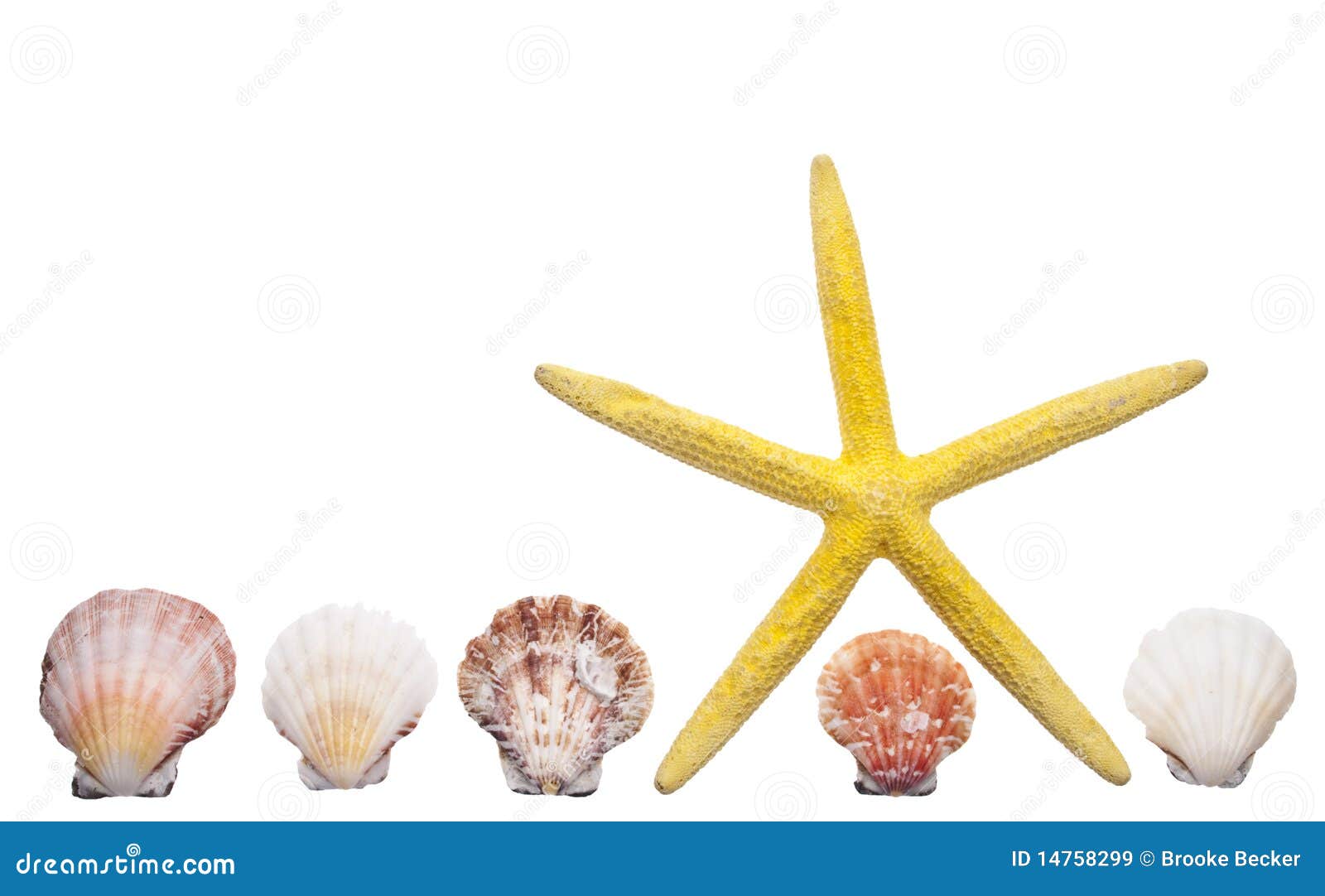 Shell and Starfish Border stock image. Image of fish - 14758299