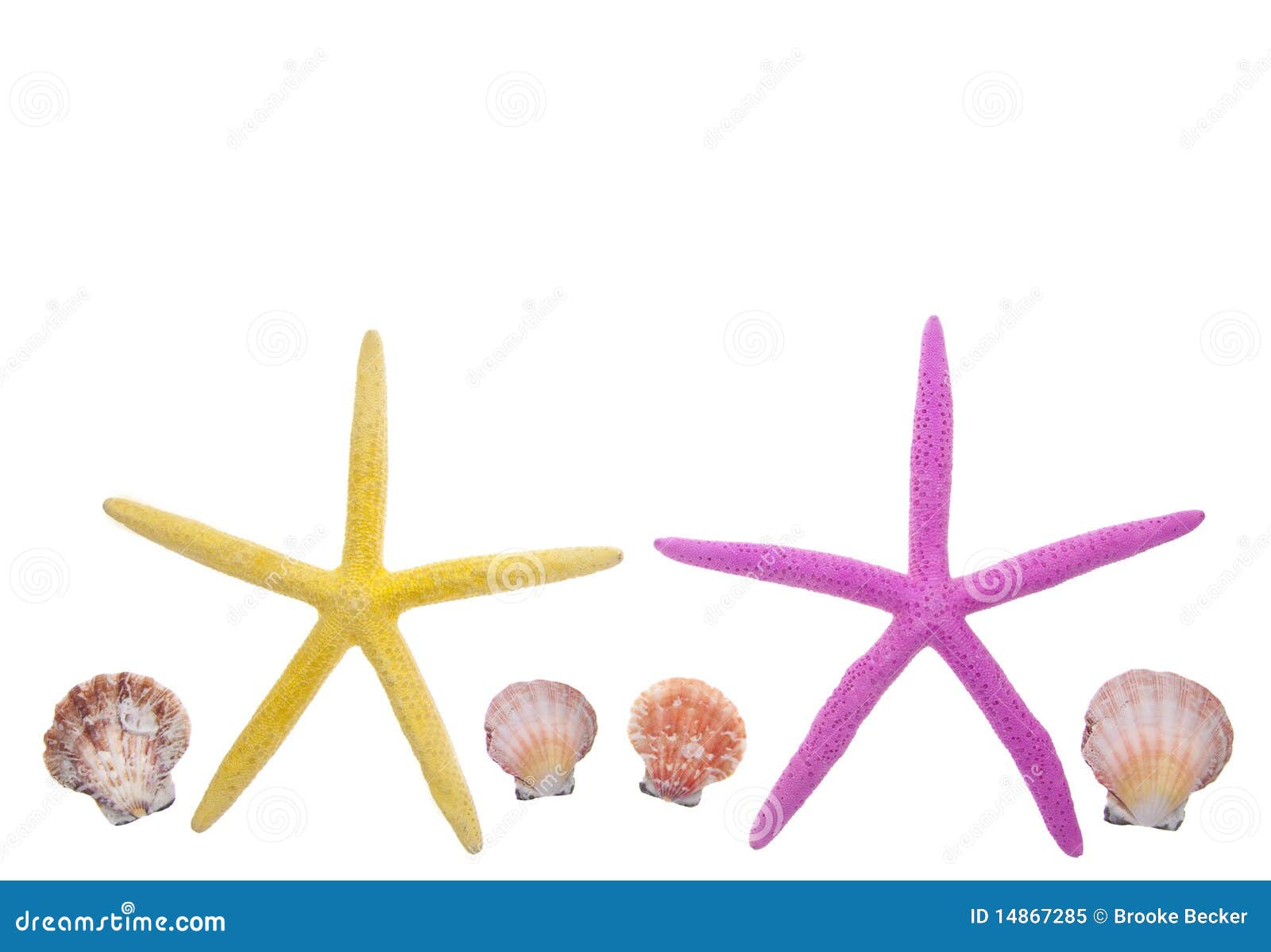 Starfish Border Stock Photography | CartoonDealer.com #8642150