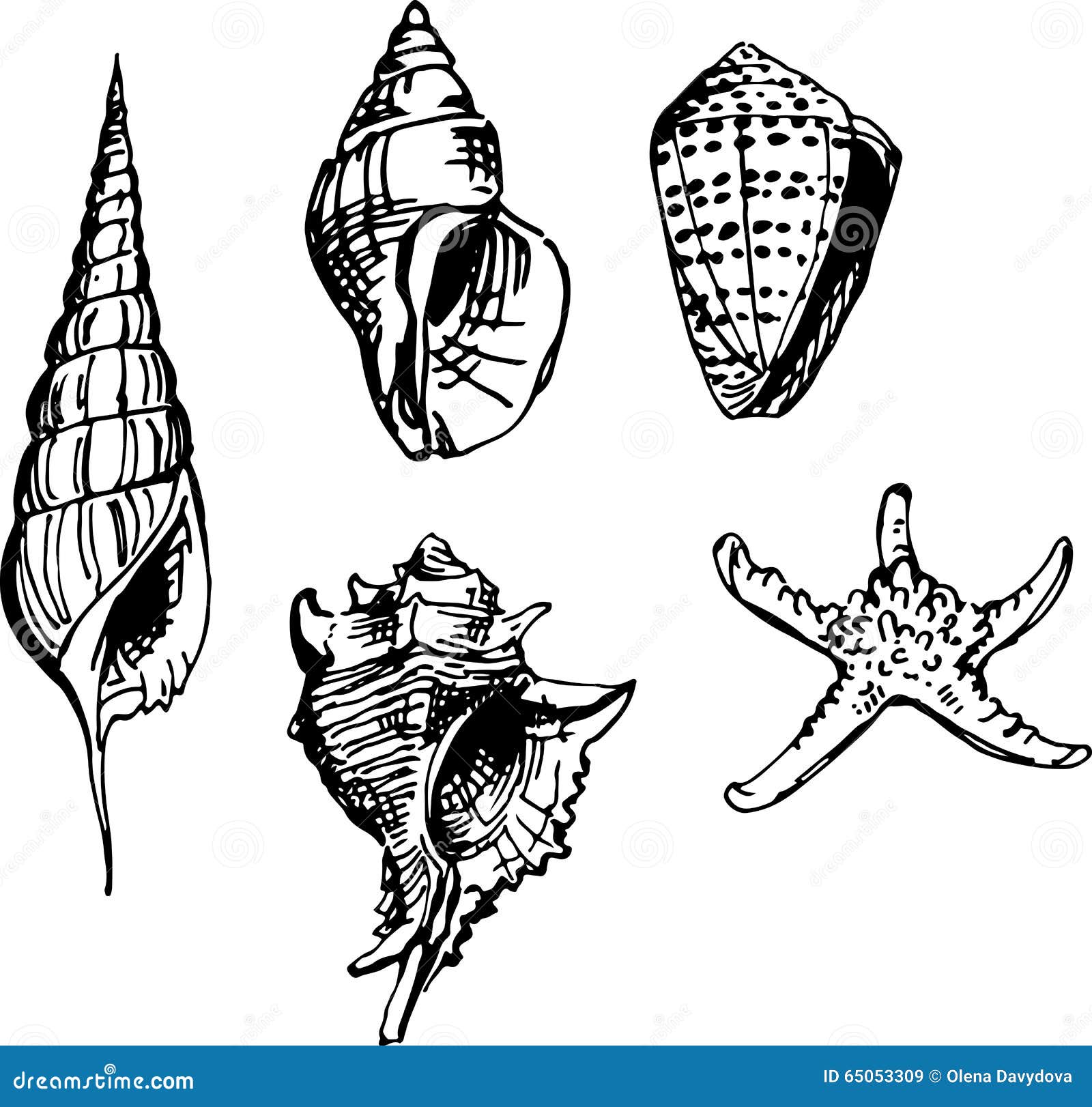 Shell Stellte Ein Auch Im Corel Abgehobenen Betrag Vektor Abbildung ...