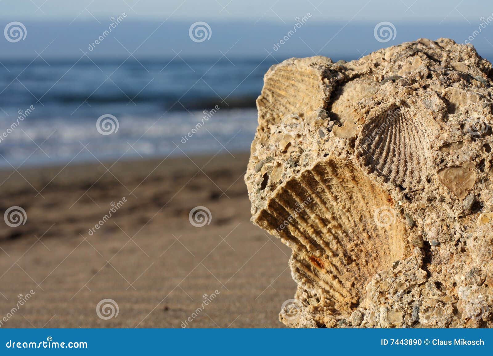 Shell stone stock photo. Image of beach, nature, blue - 7443890