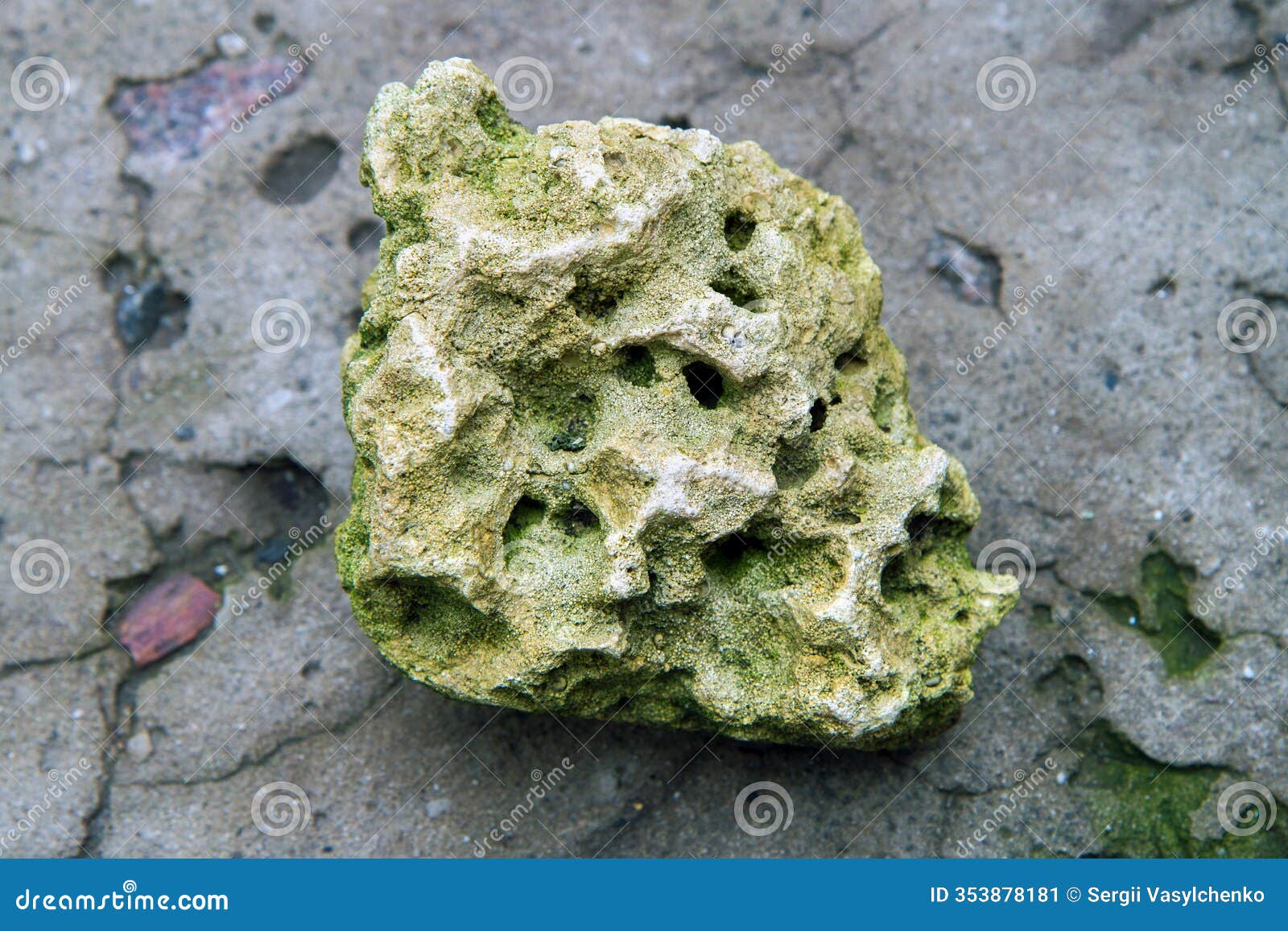 Sea Shell And Stone Pieces Texture Stock Photo | CartoonDealer.com ...