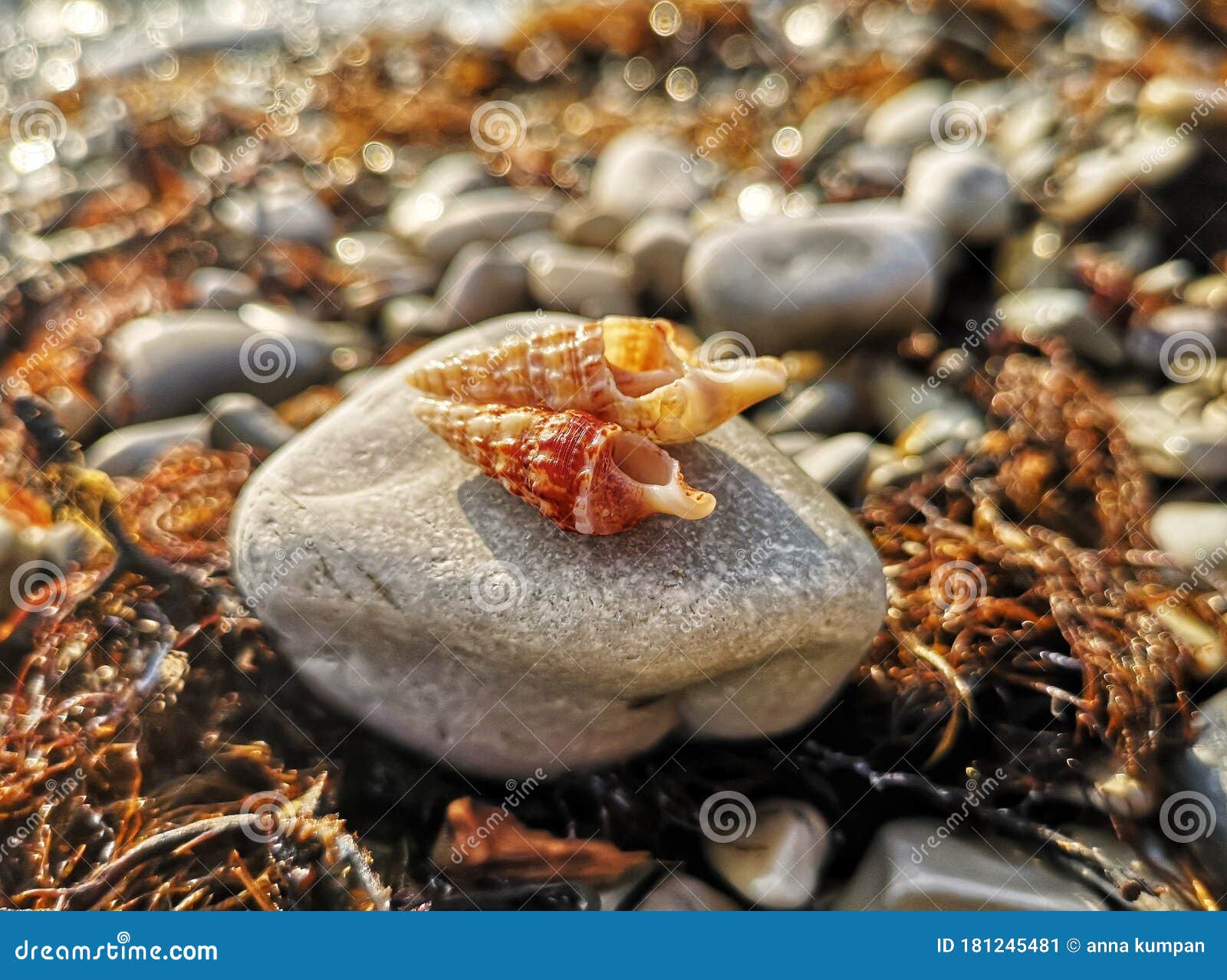 Shell, stone, coast stock image. Image of dish, wildlife - 181245481