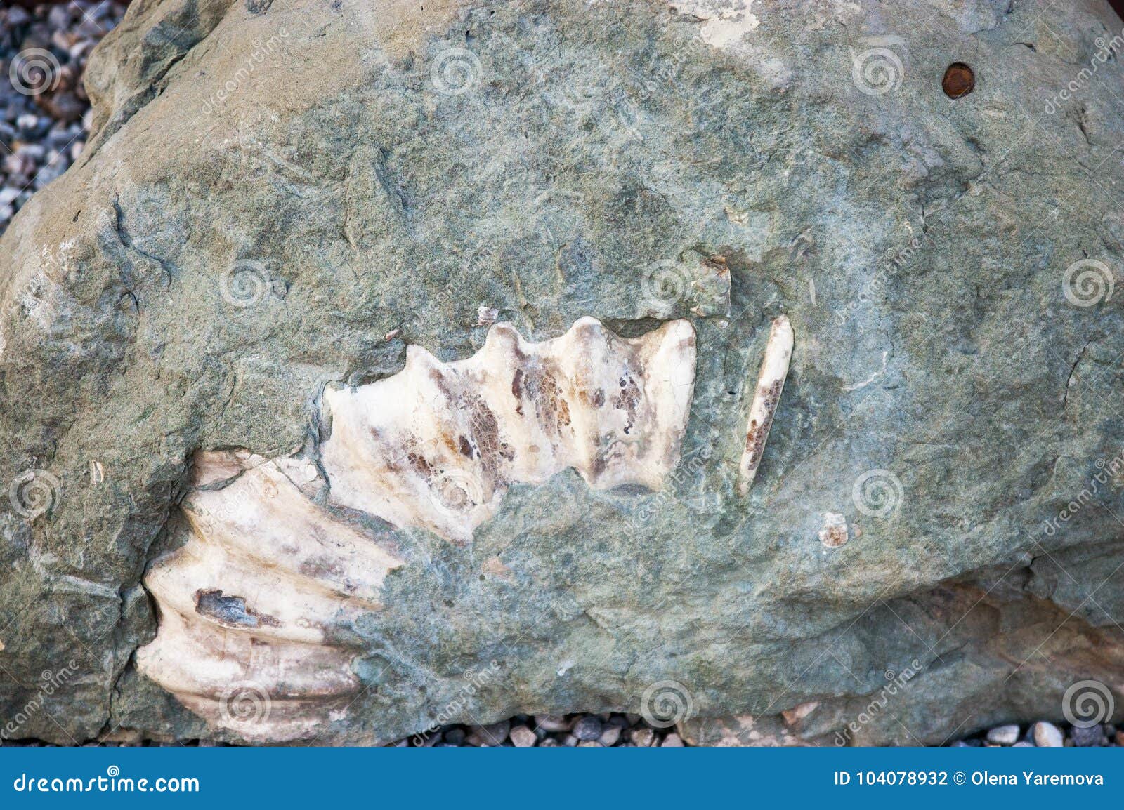 Shell in a stone stock photo. Image of close, rock, stone - 104078932