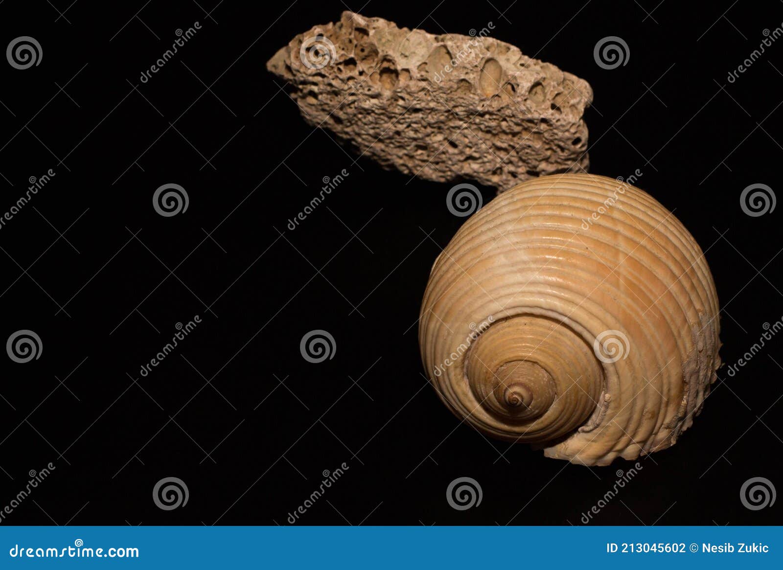 Shell and stone with holes stock photo. Image of food - 213045602