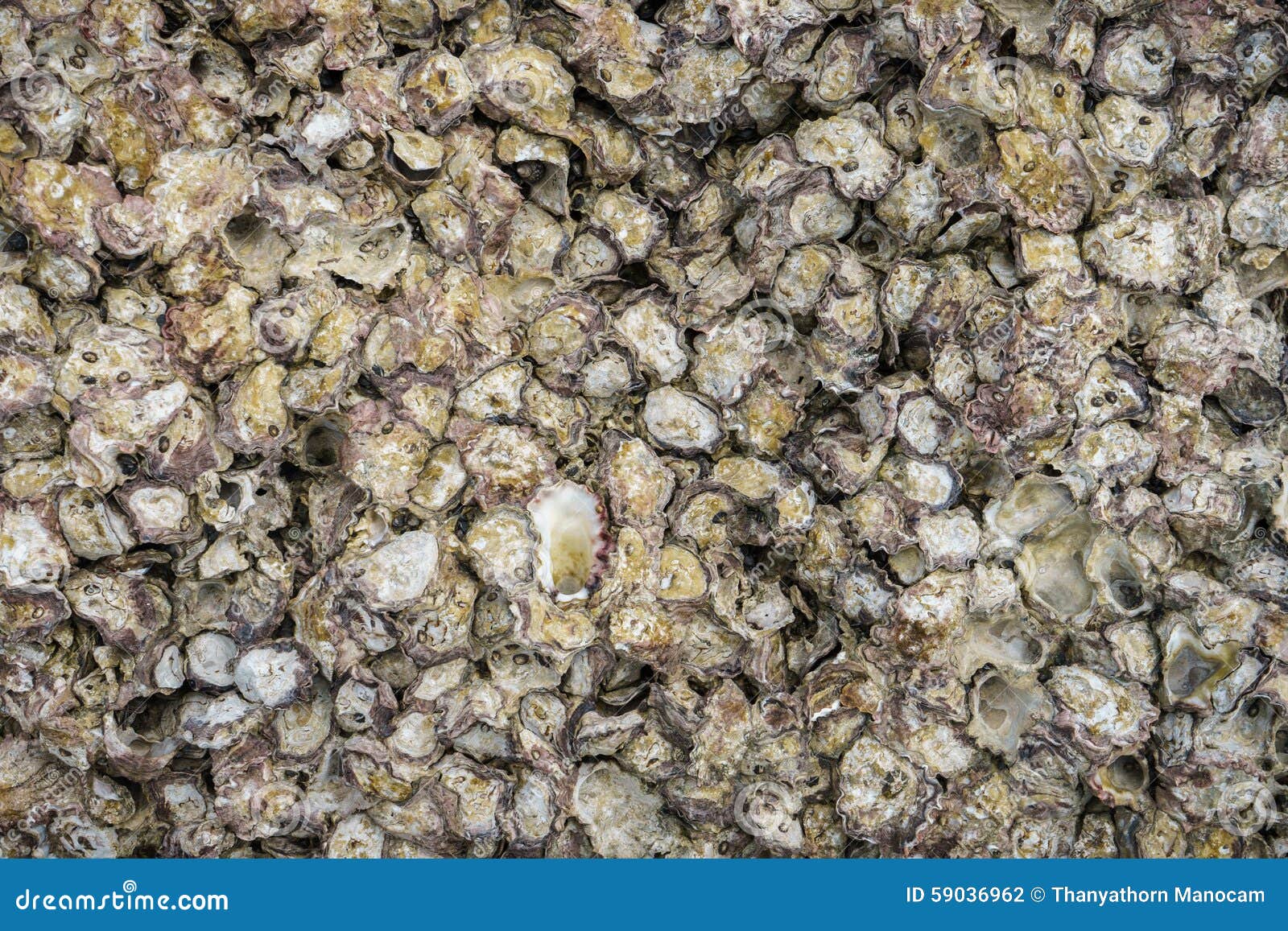 Shell Stone Pattern For Background Royalty-Free Stock Image ...